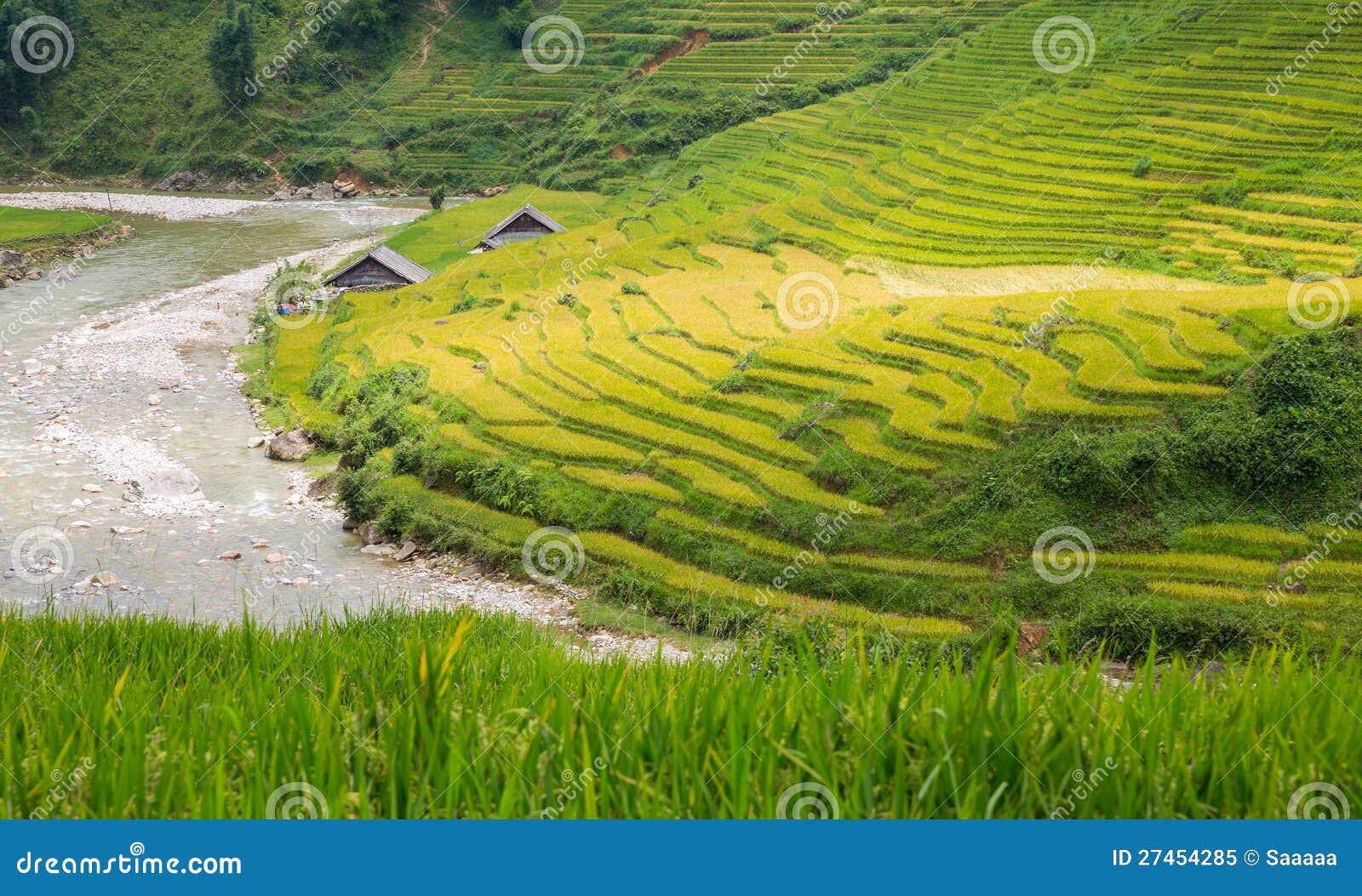 Rice plantation stock image. Image of landscape, rural - 27454285