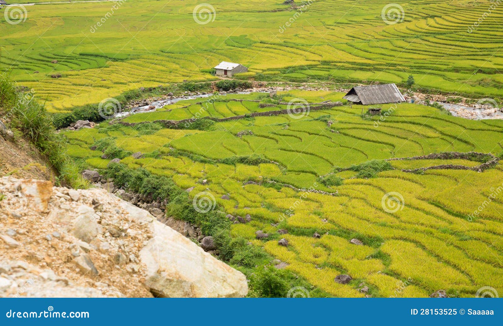 Rice plantation stock image. Image of plantation, lush - 28153525