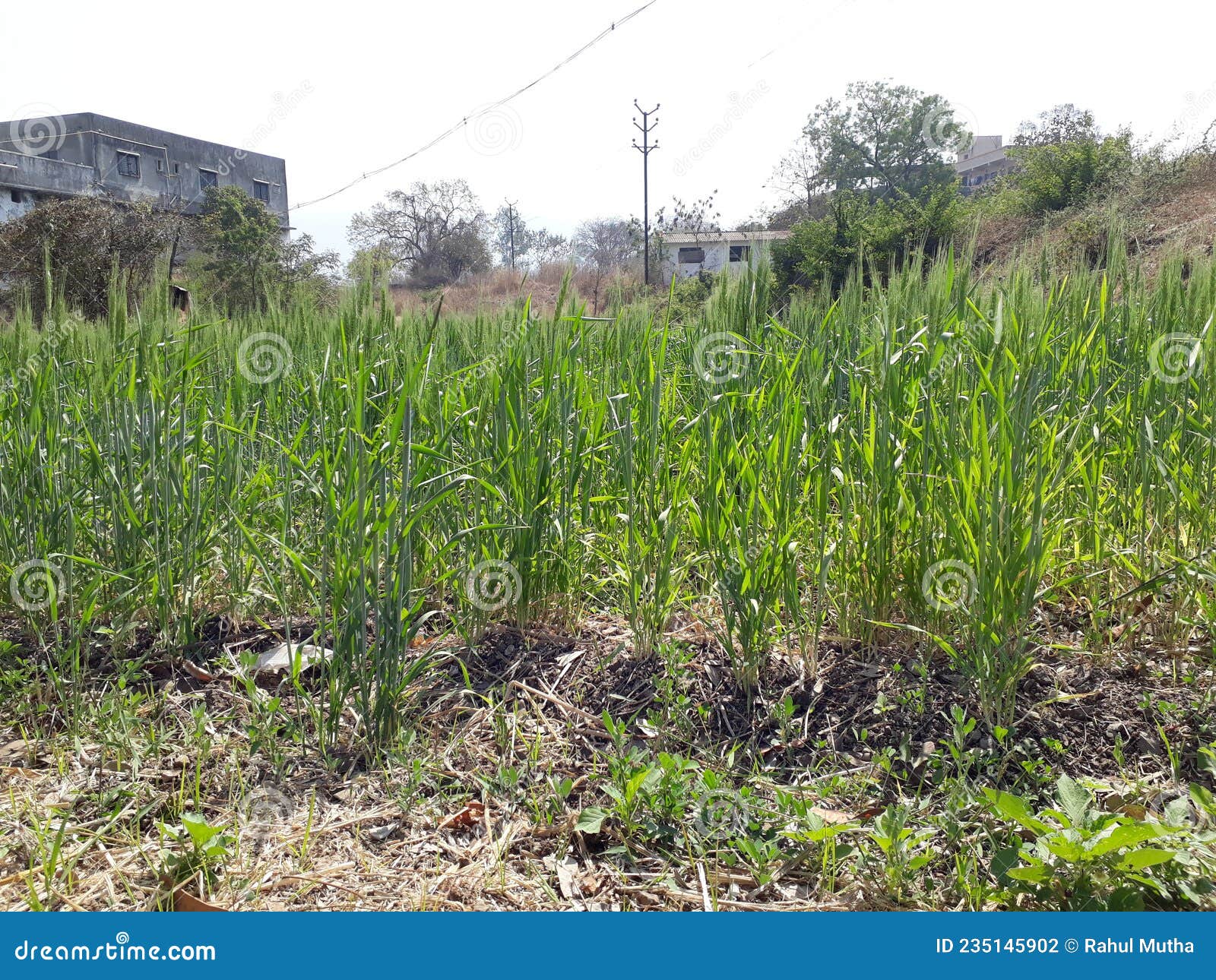 Rice Plantation in the Farms Stock Photo - Image of environment ...