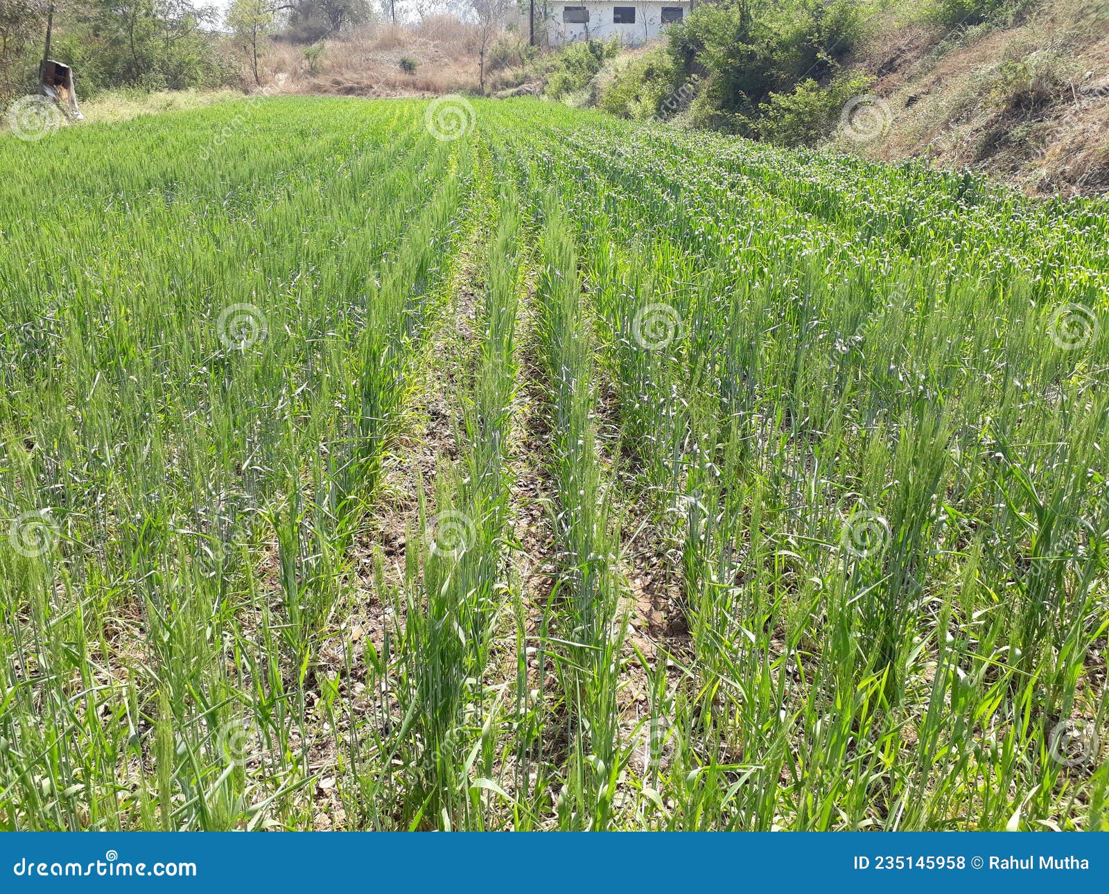 Rice Plantation in the Farms Stock Photo - Image of prairie, herb ...