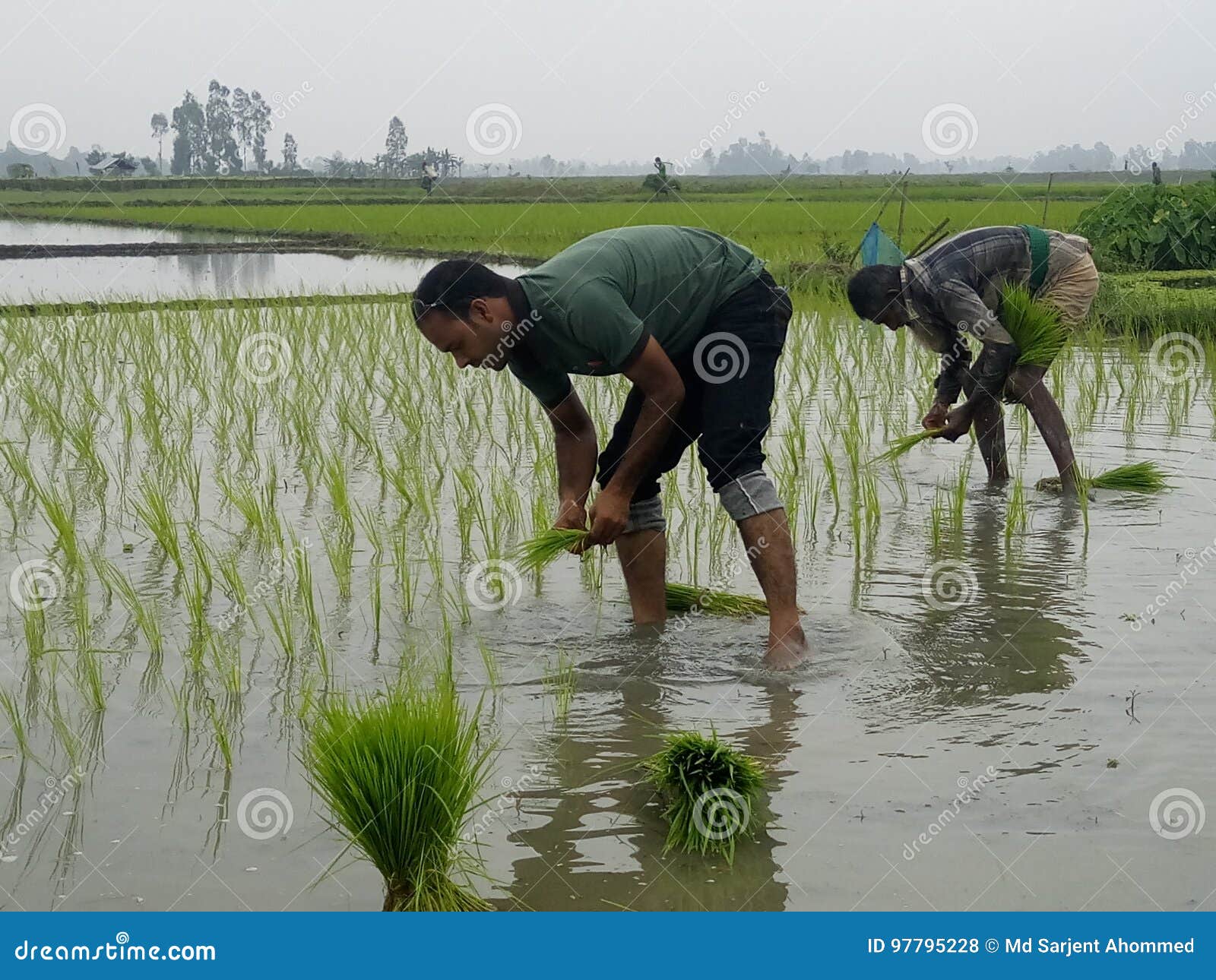 Rice plantation editorial stock photo. Image of green - 97795228