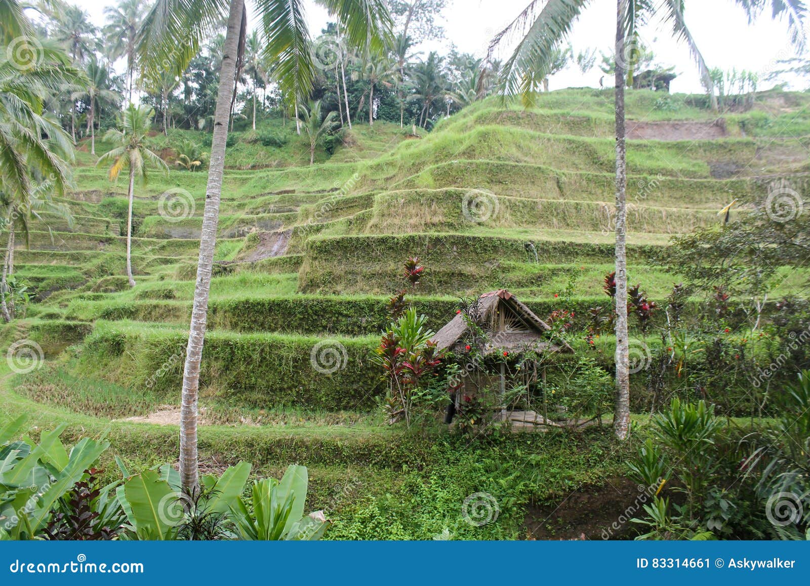 Rice plantation hill stock image. Image of bali, hill - 83314661