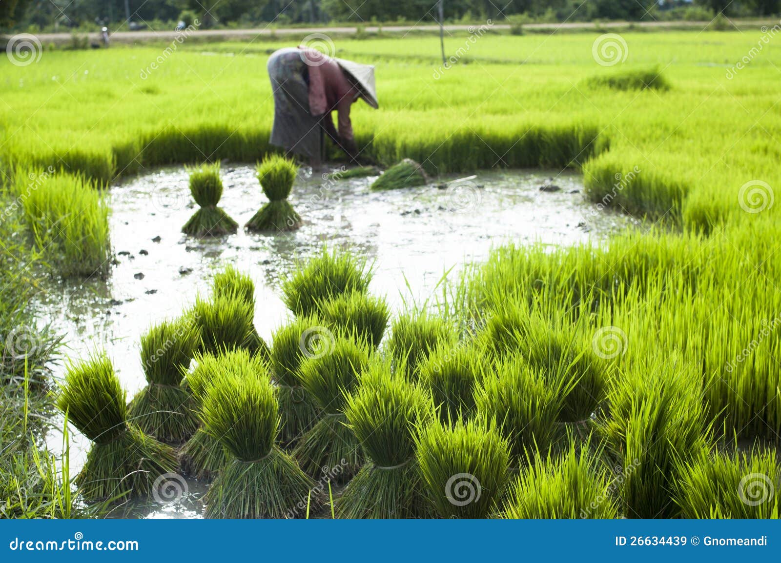 Rice plantation in Laos editorial stock image. Image of agriculture ...