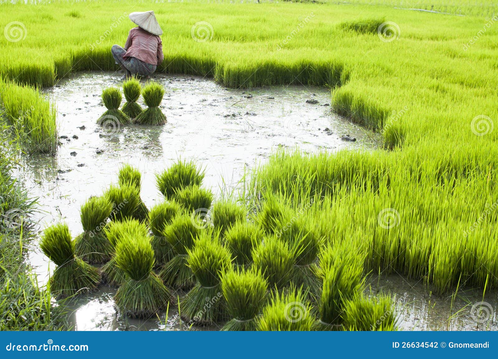 Rice Plantation In Laos Editorial Photography - Image: 26634542