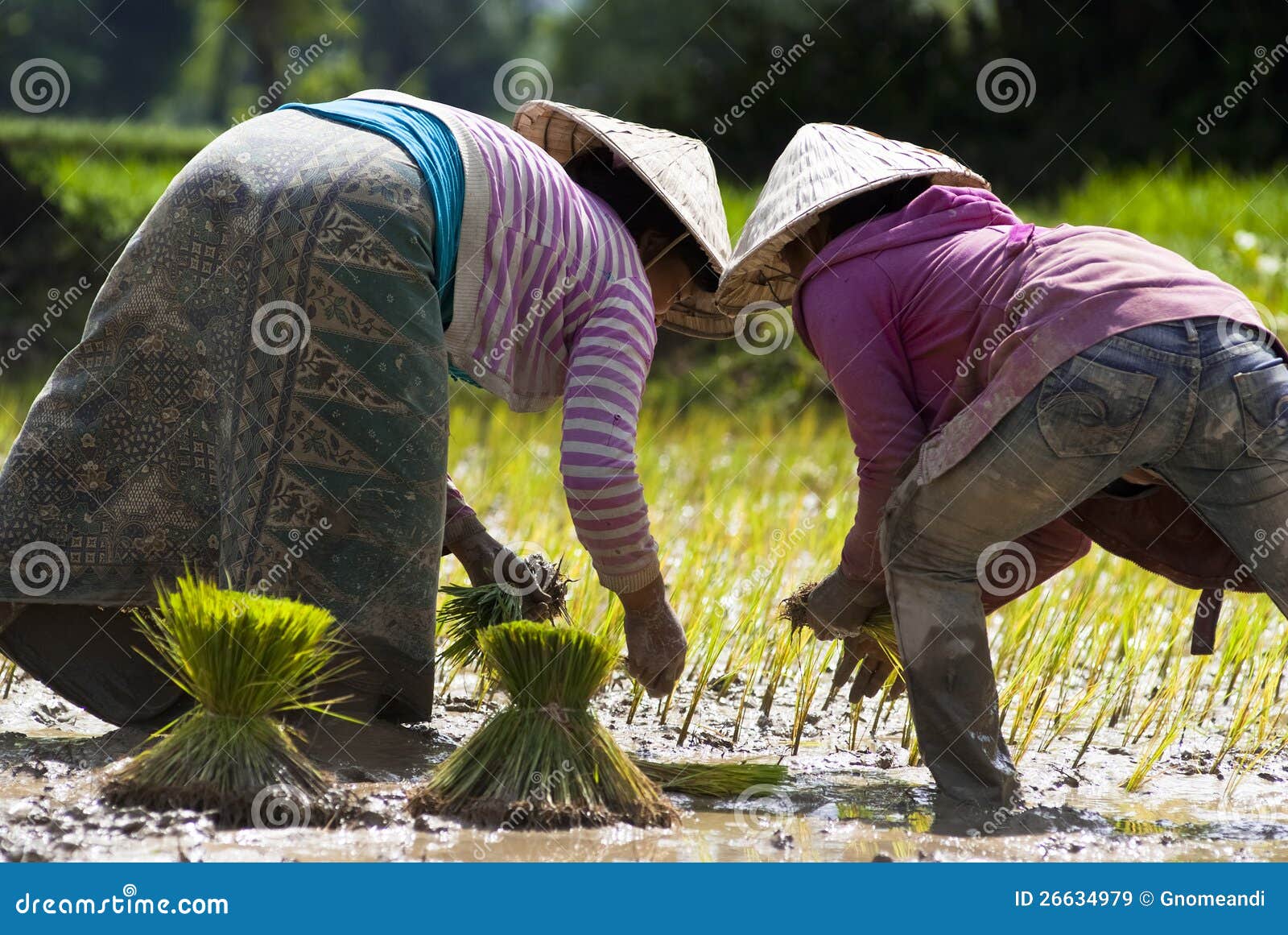 Rice plantation in Laos editorial stock image. Image of farm - 26634979