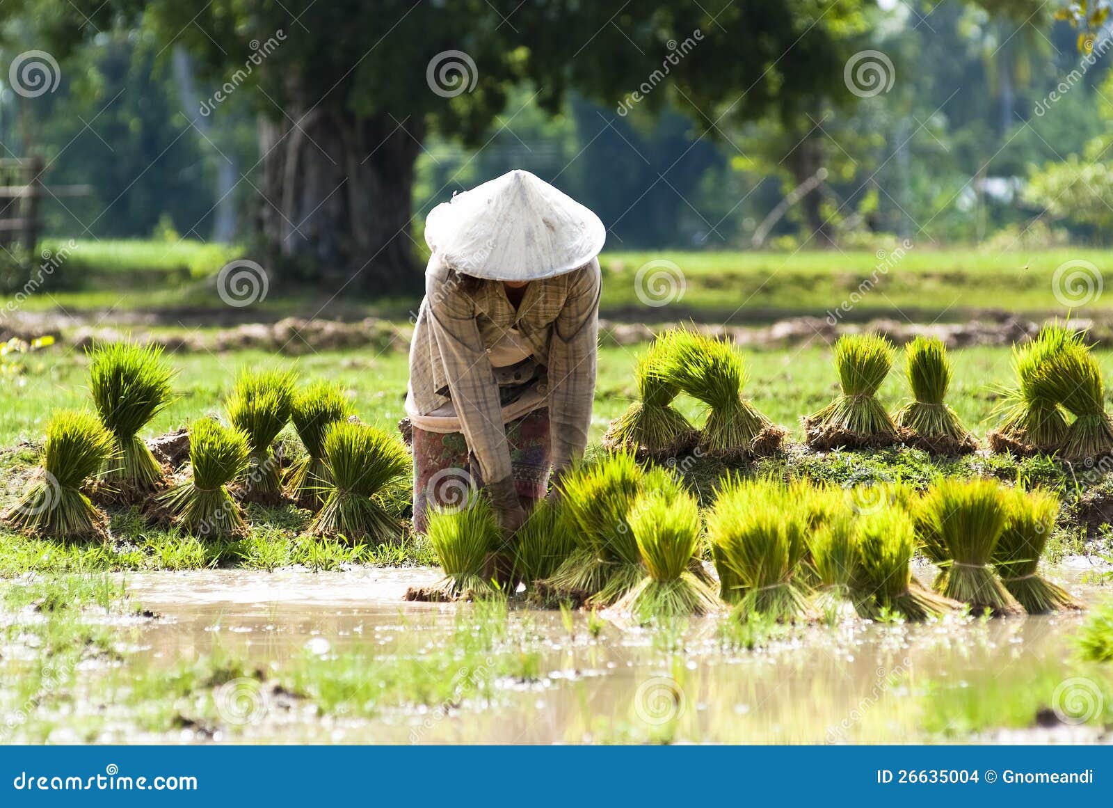 Rice plantation in Laos editorial stock image. Image of grow - 26635004