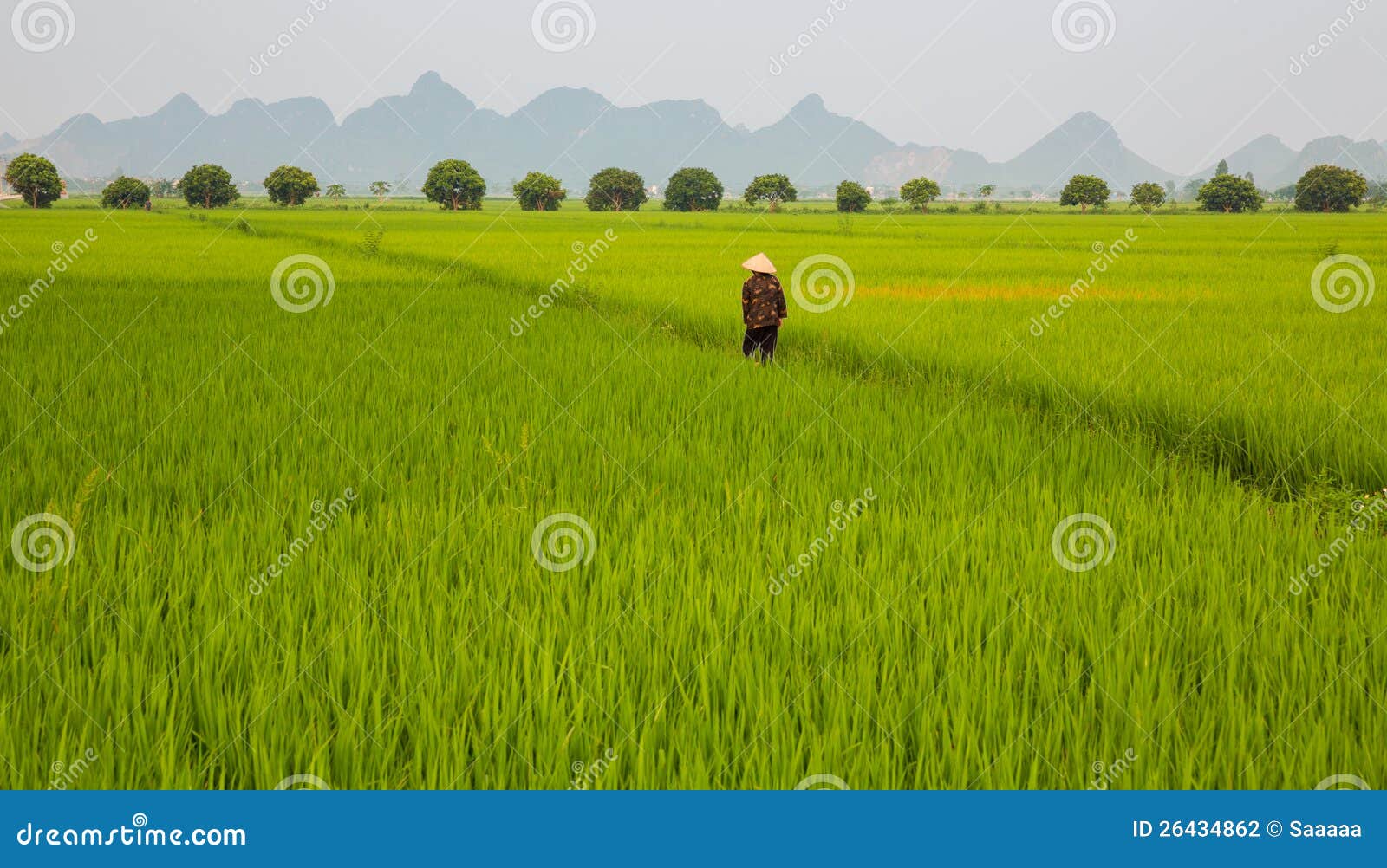 Tea Plantation In Vietnam With Vietnamese Women Picking Tea Leaf On ...