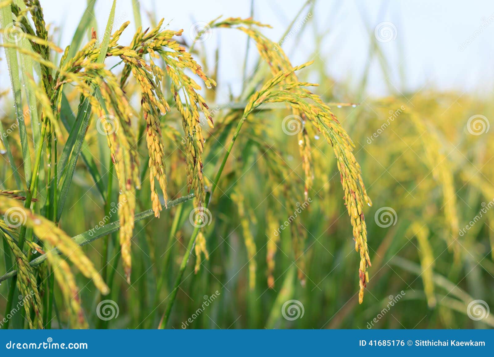 Rice plantation stock photo. Image of starch, thailand - 41685176
