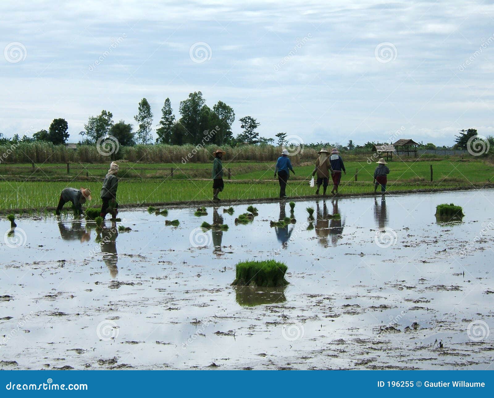Rice Plantation in Thailand Stock Image - Image of agriculturist ...