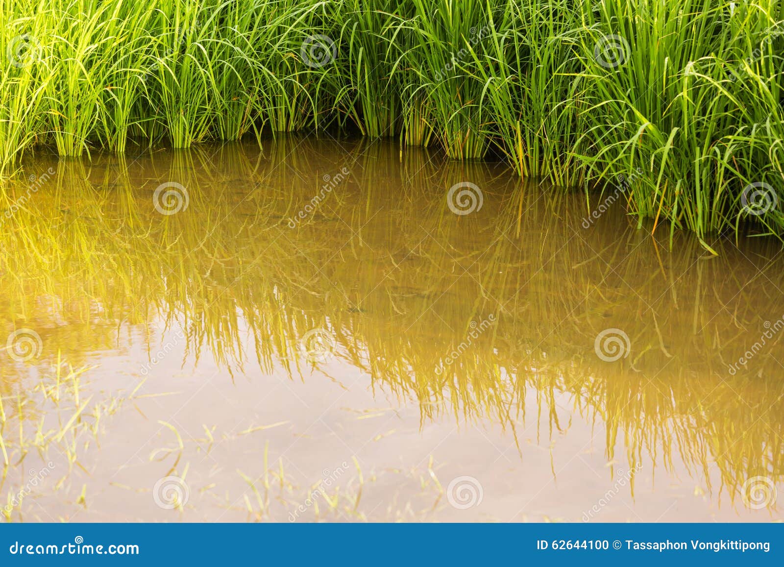 Plantation Water Flow Control. Surface Irrigation Of Crops. Water Flows ...