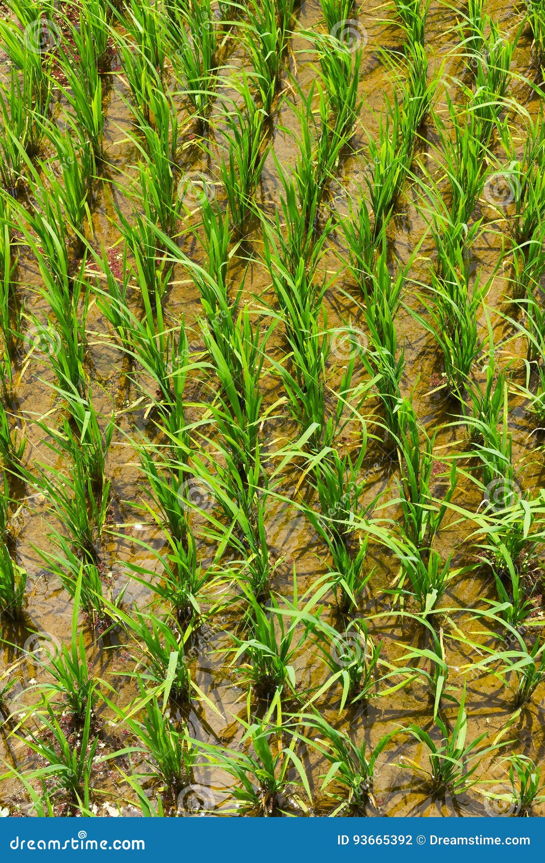 Rice plantations stock photo. Image of farmer, grow, countryside - 93665392