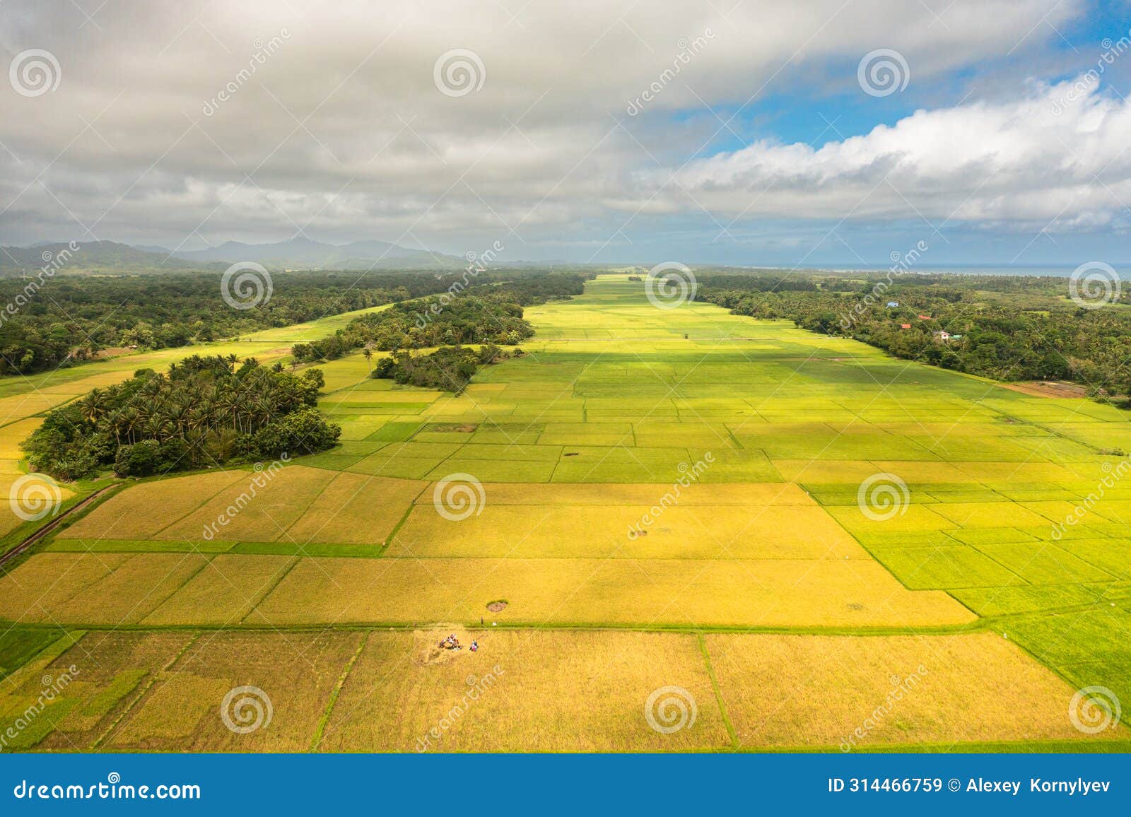 Rice Plantations in the Philippines. Stock Image - Image of ...