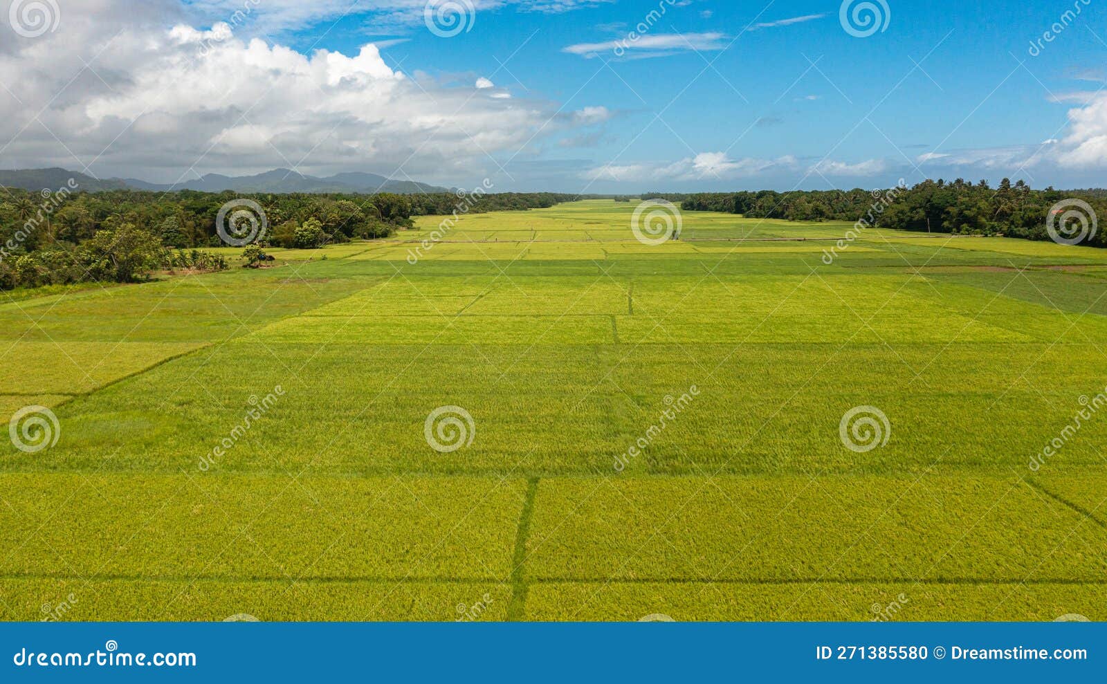 Rice Plantations in the Philippines. Stock Photo - Image of harvest ...