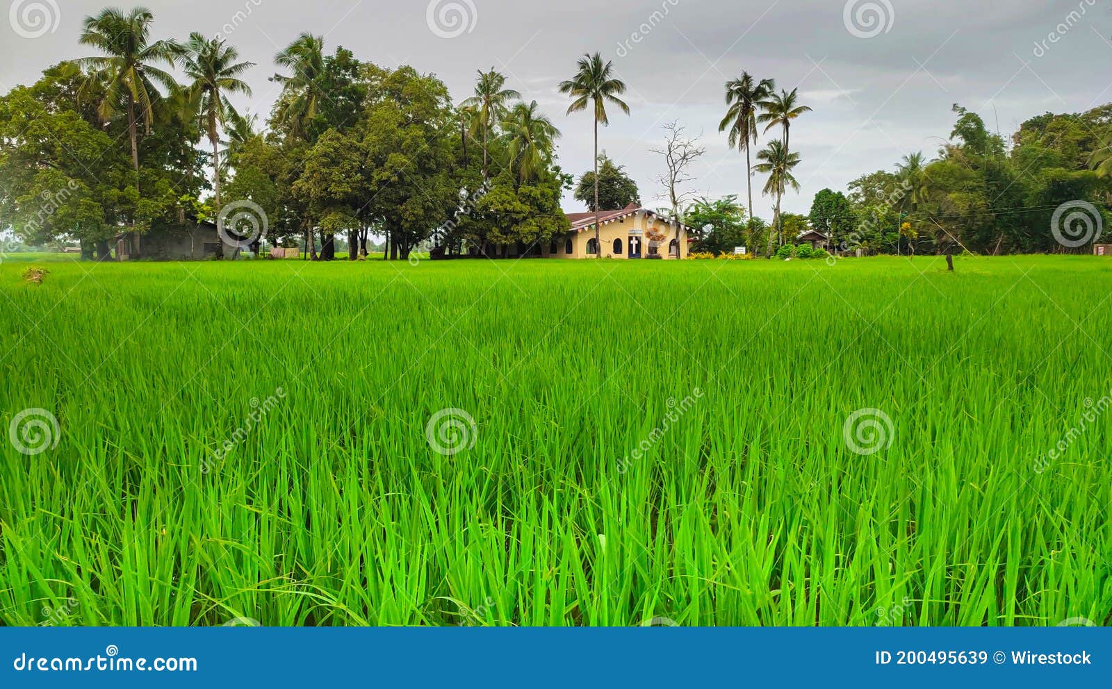 Rice Plantations Royalty-Free Stock Photo | CartoonDealer.com #26700183