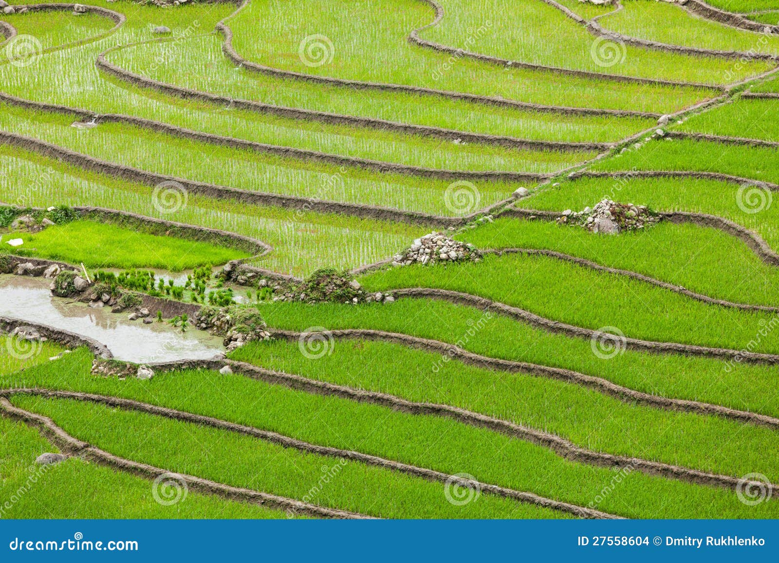 Rice plantations. Vietnam stock photo. Image of vietnam - 27558604