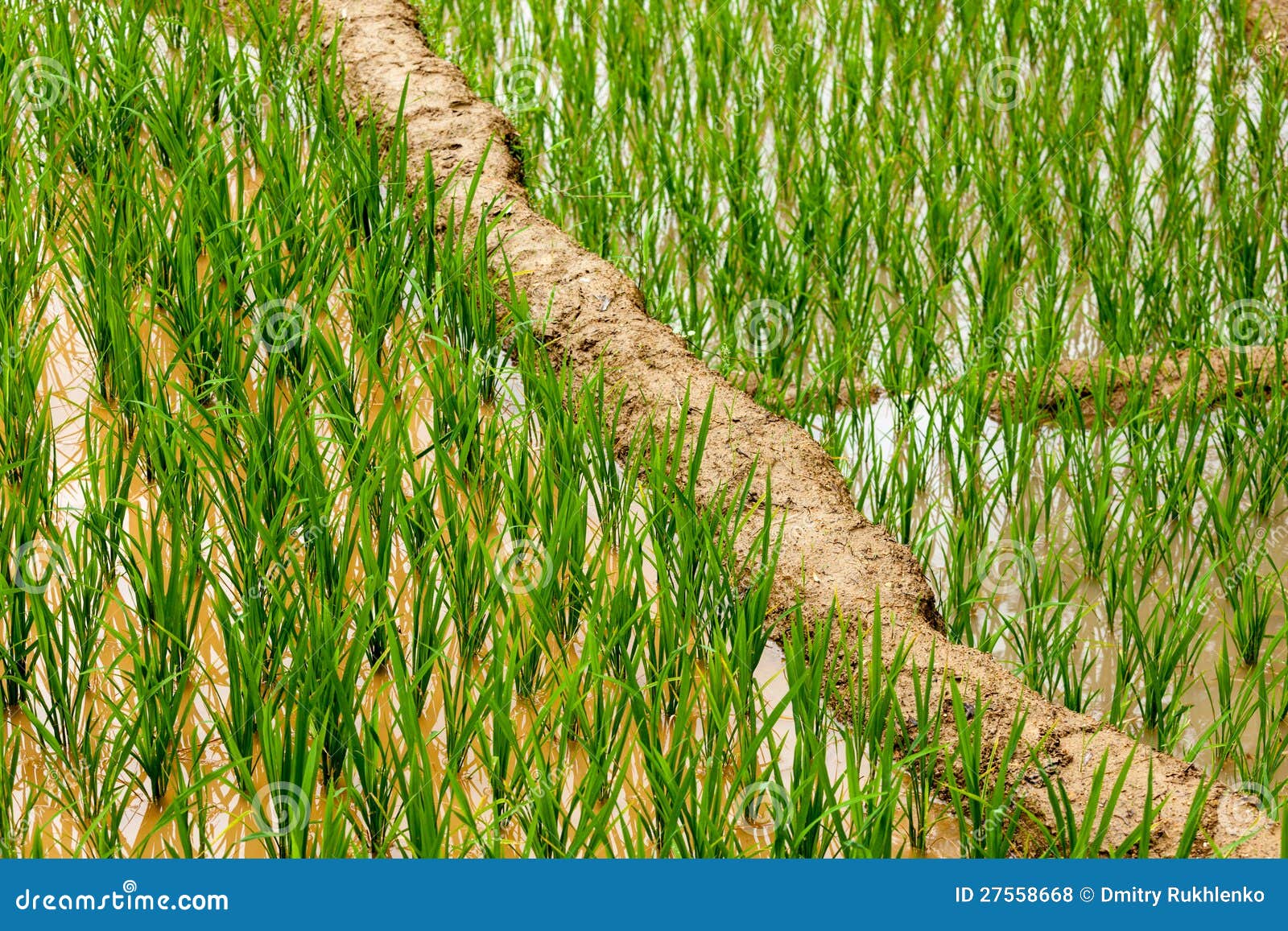Rice plantations. Vietnam stock photo. Image of daylight - 27558668