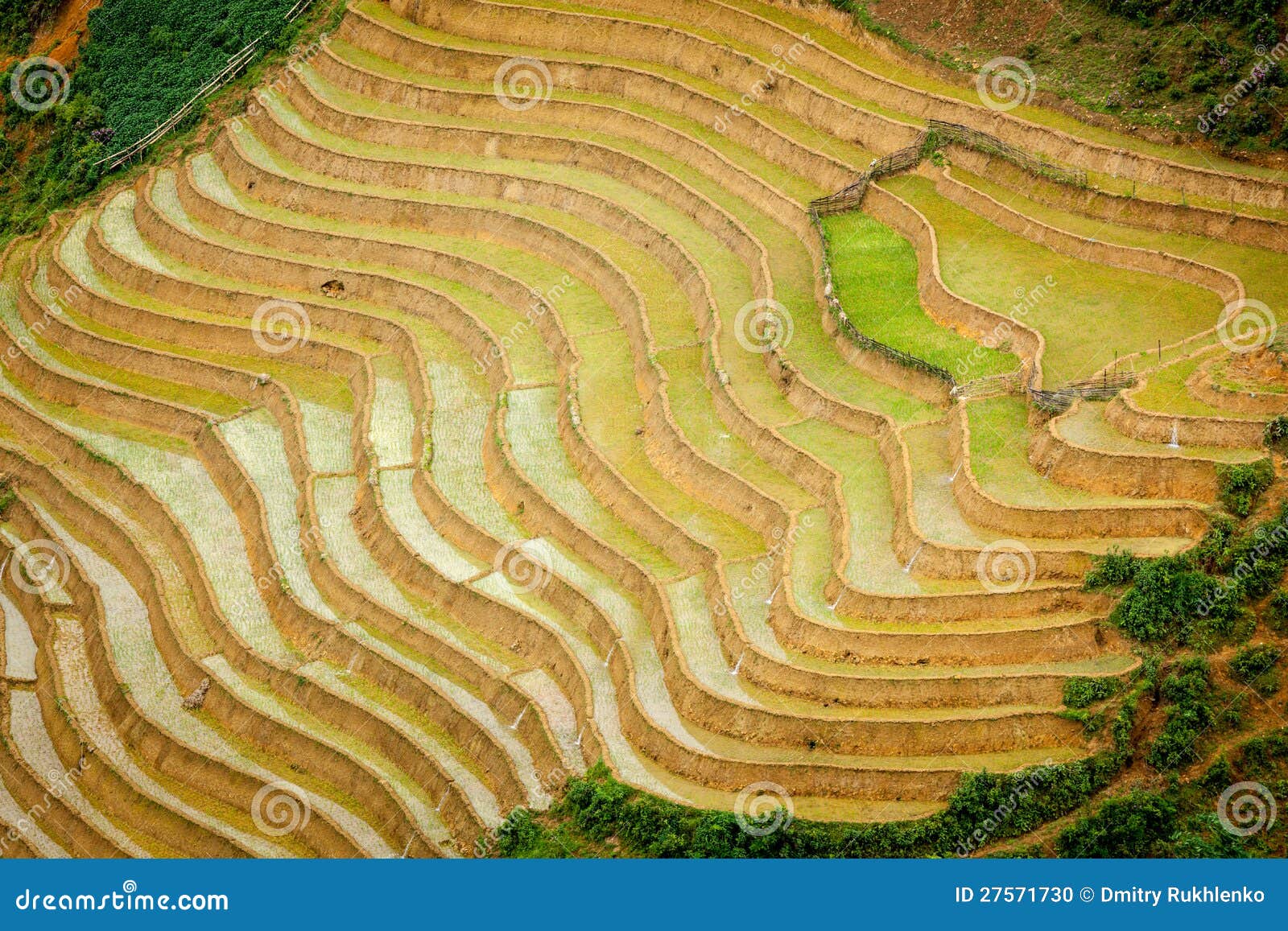 Rice plantations. Vietnam stock photo. Image of nature - 27571730