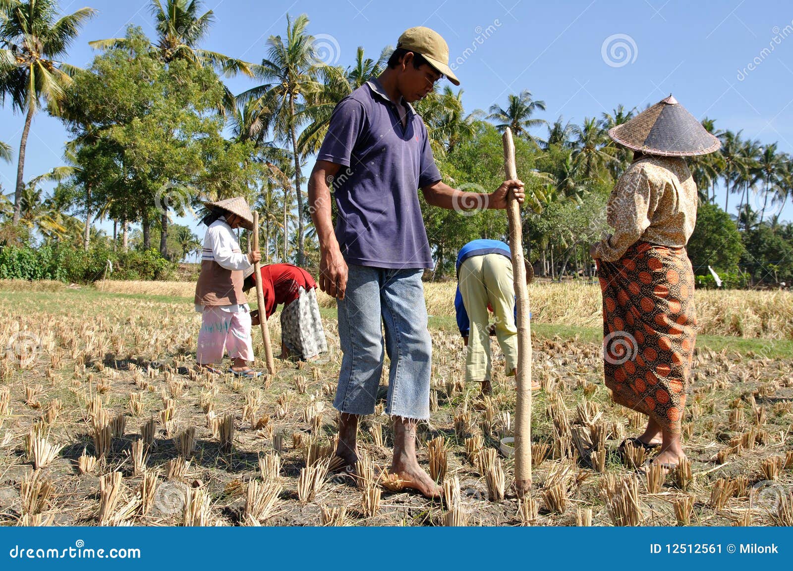 Rice planting editorial photo. Image of field, dish, farm - 12512561