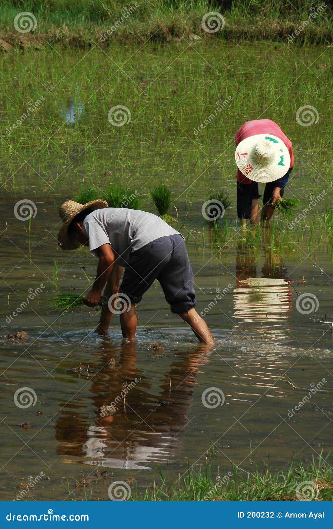 Rice planting stock photo. Image of yangshou, cultivator - 200232