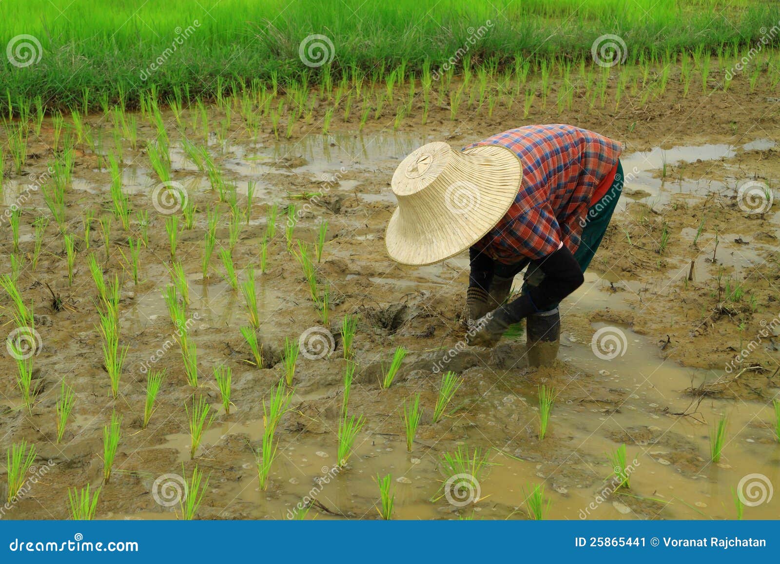 Rice planting editorial photo. Image of outdoor, green - 25865441