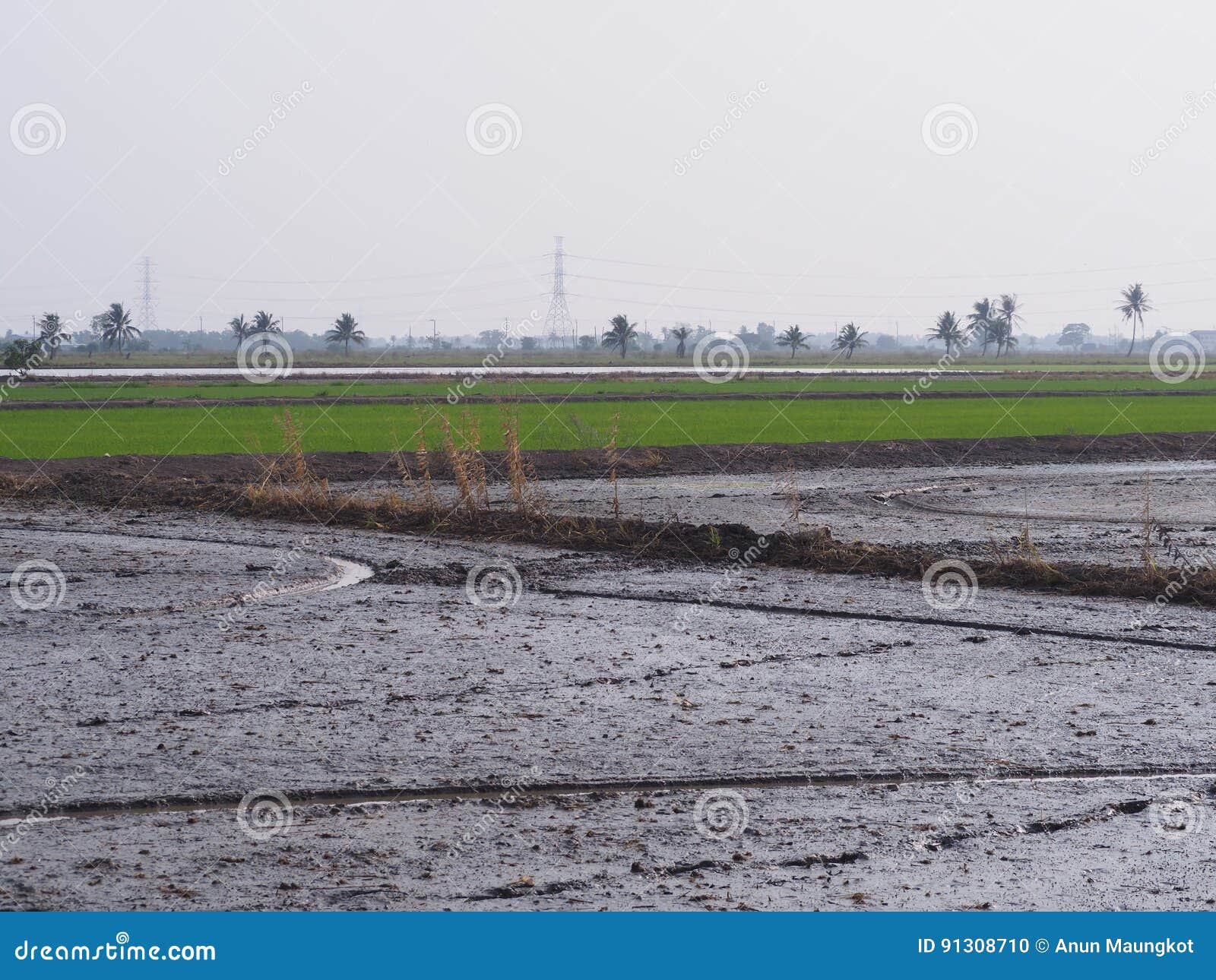 Rice planting area stock photo. Image of rice, travel - 91308710