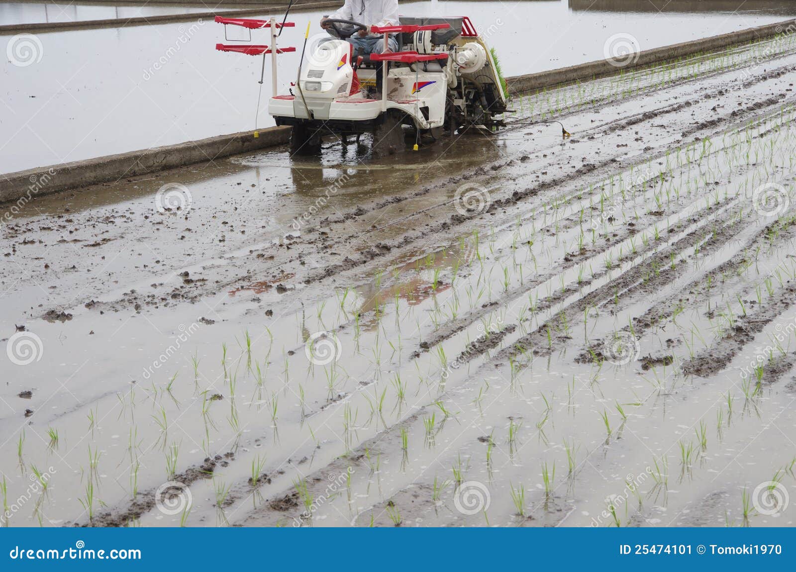 Rice Planting By Machine Royalty-Free Stock Photo | CartoonDealer.com ...