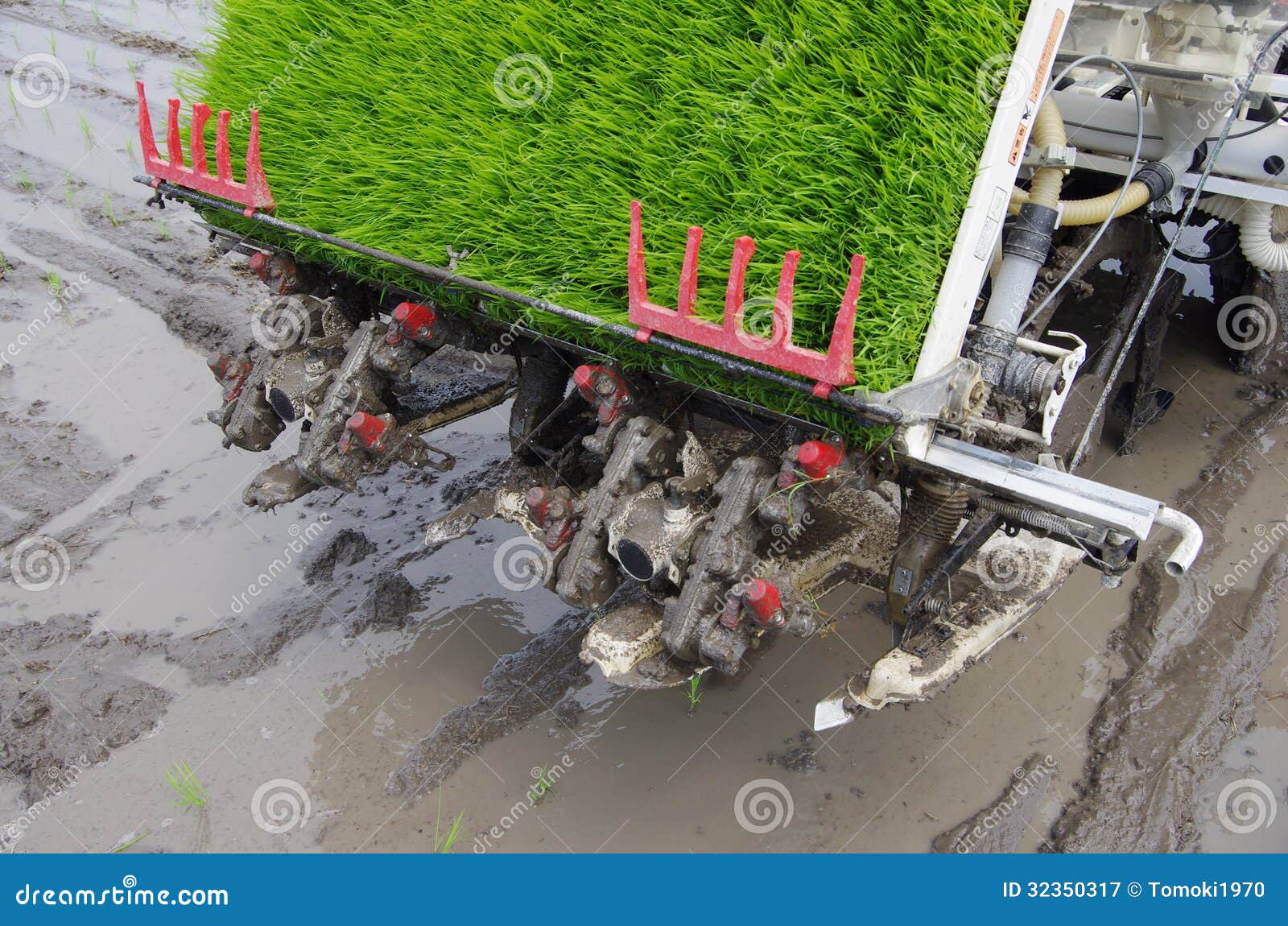 Rice planting stock image. Image of transplanter, agriculture - 32350317