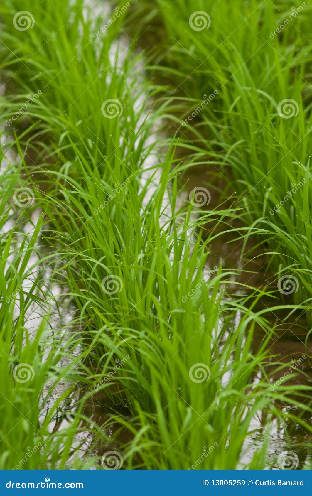 Rice Plants stock image. Image of japan, neat, plants - 13005259