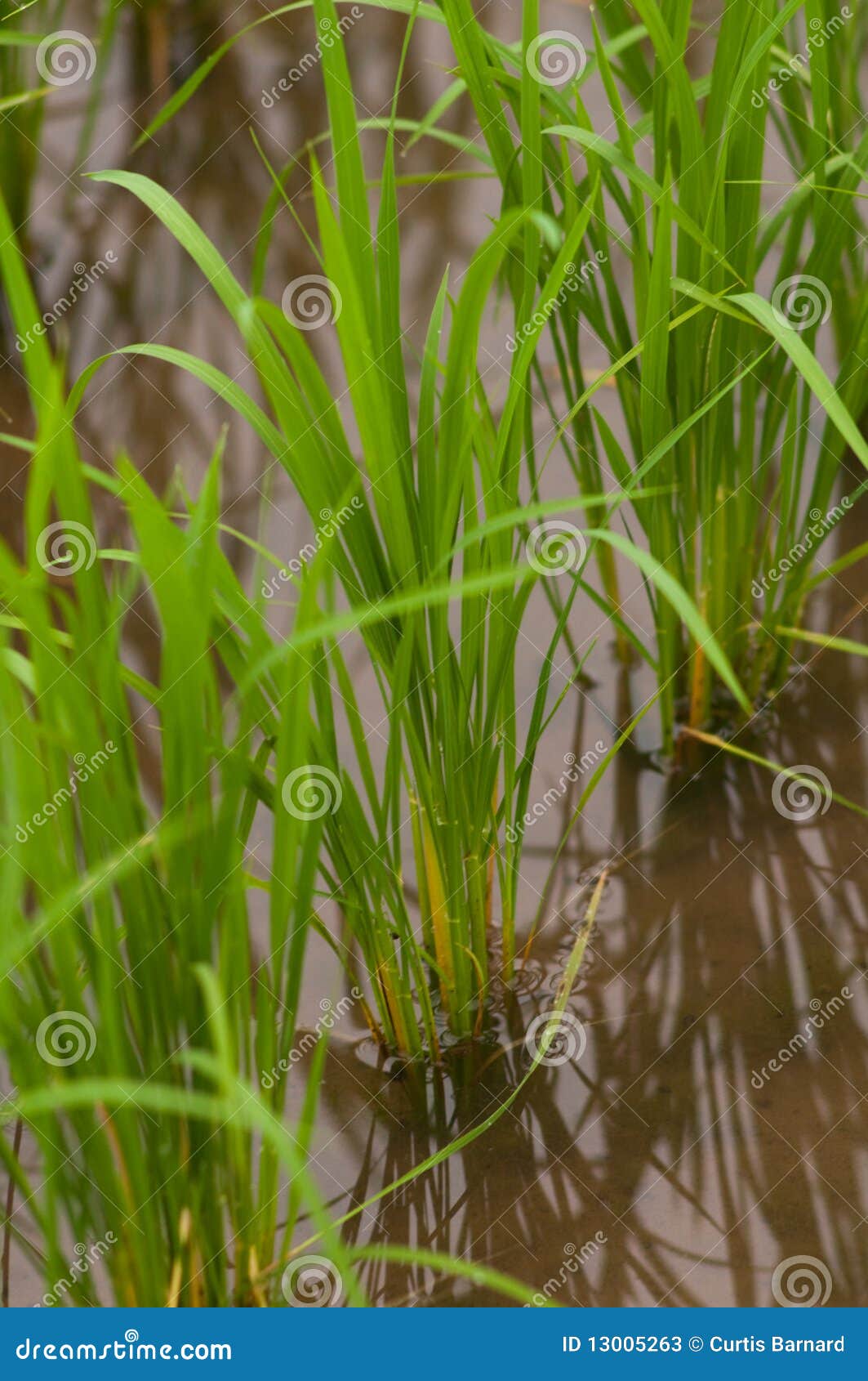 Rice Plants With White Rice And Unmilled Rice Isolated On White Stock ...