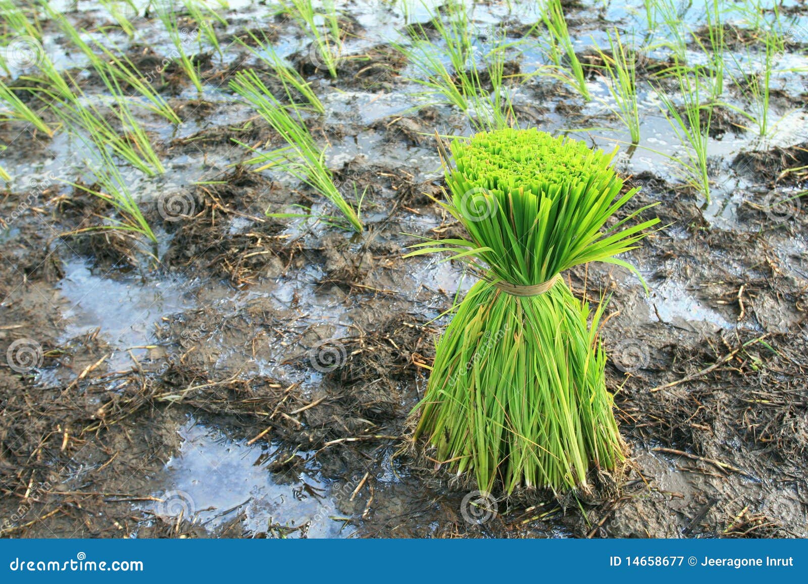 Rice Plants stock image. Image of stem, food, green, tropical - 14658677