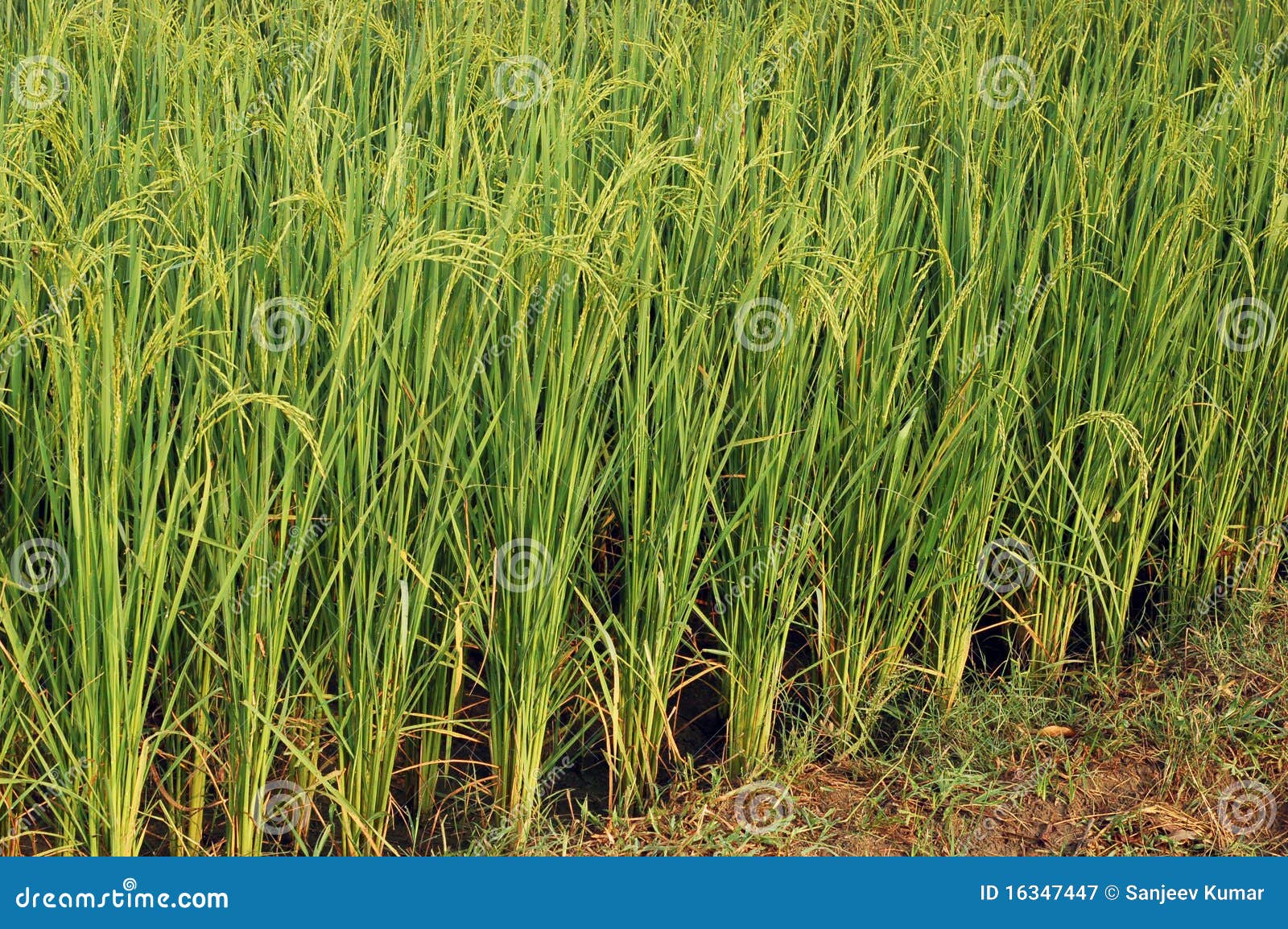 Rice plants stock image. Image of heat, rice, field, plant - 16347447