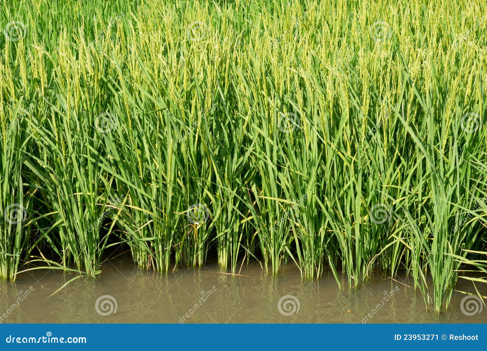 Rice plants stock image. Image of ripe, harvest, asia - 23953271