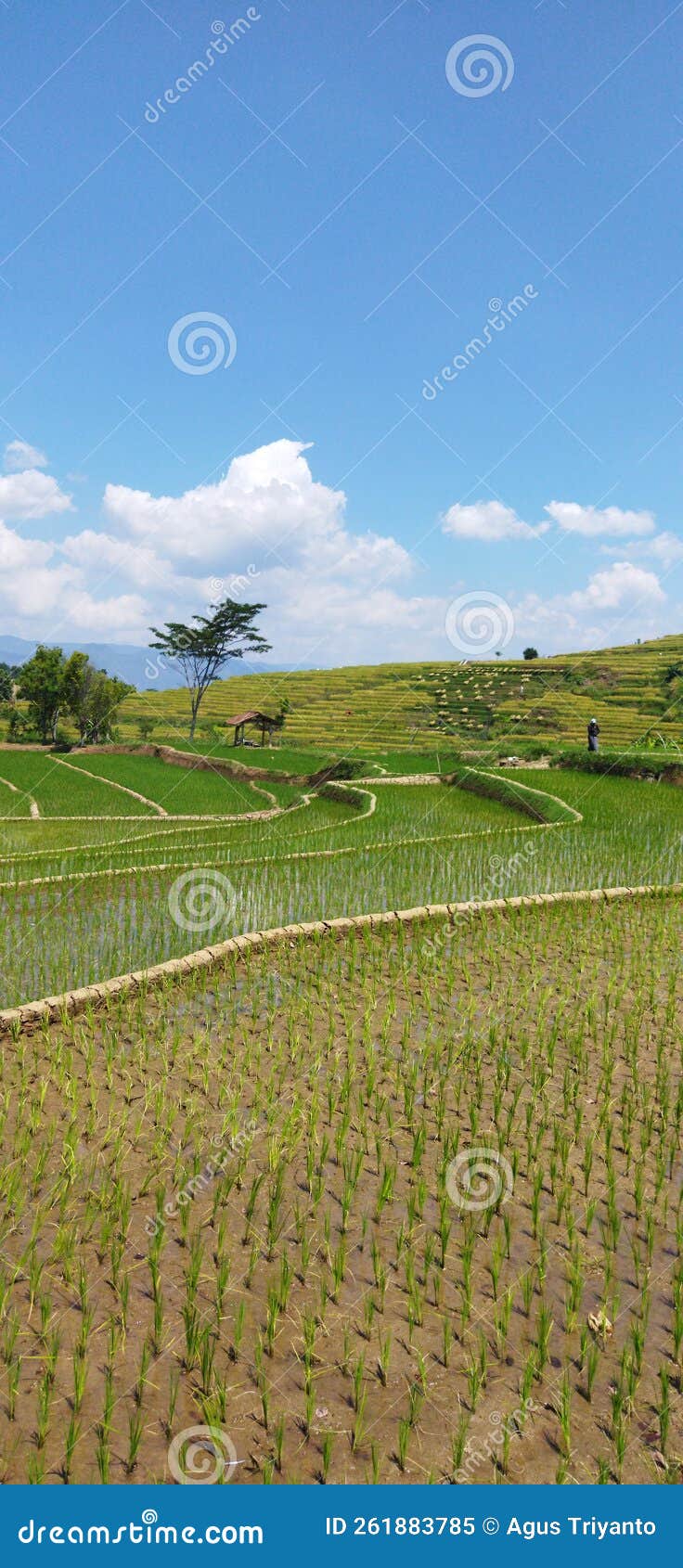 Rice Plants Began To Grow in the Fields Stock Image - Image of began ...