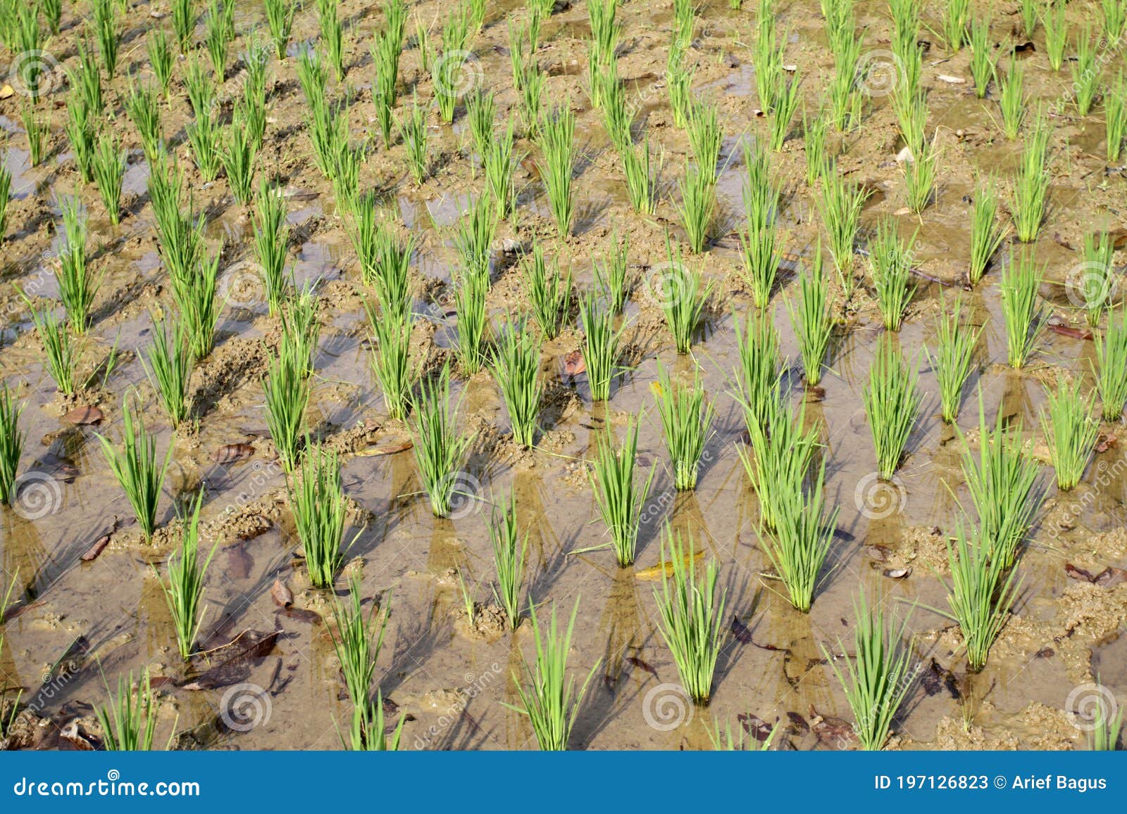 Rice Plants Began To Grow in Rice Fields in Bogor, West Java, Indonesia ...