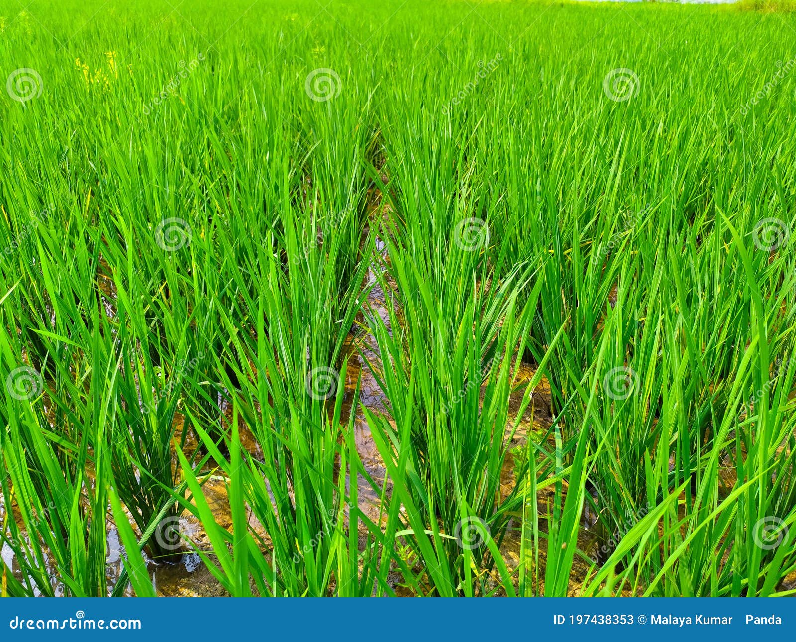 Rice Plants Close Up Picture in the Field Stock Image - Image of close ...
