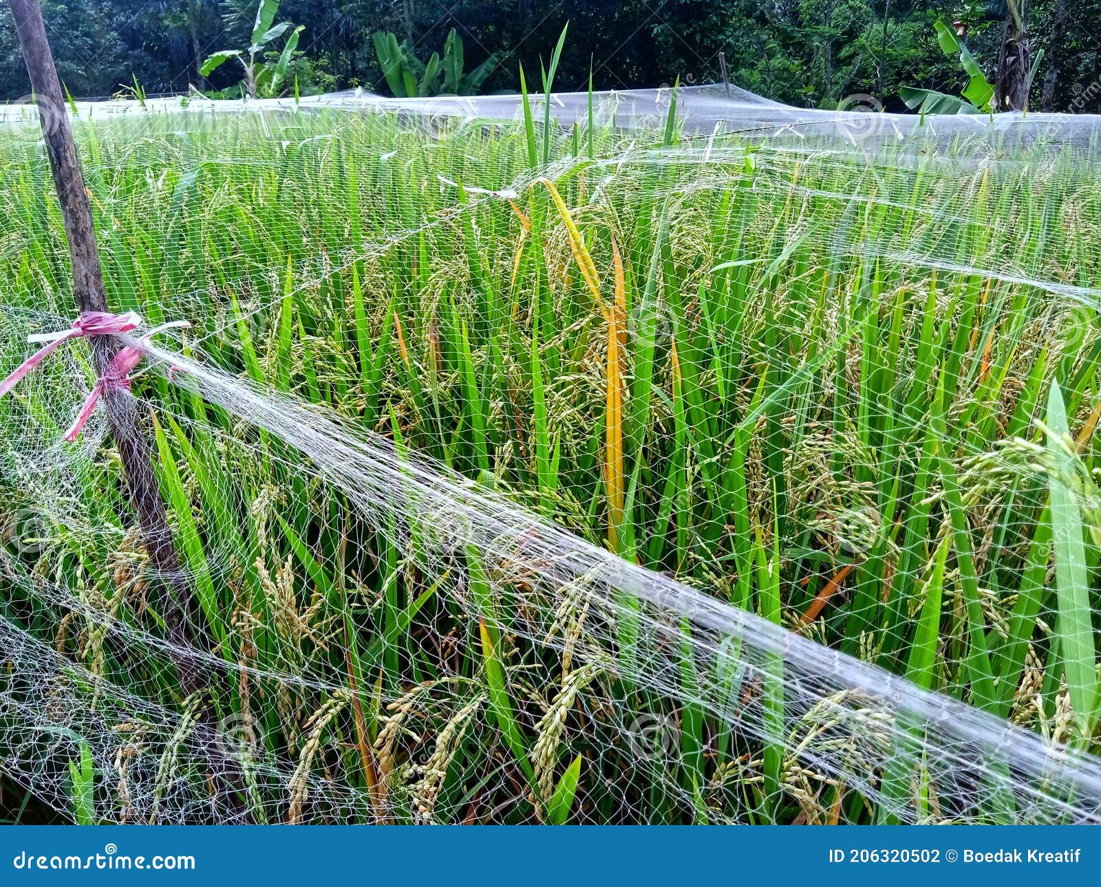 Rice Plants are Covered with Nets so that the Birds Cannot Eat Them ...