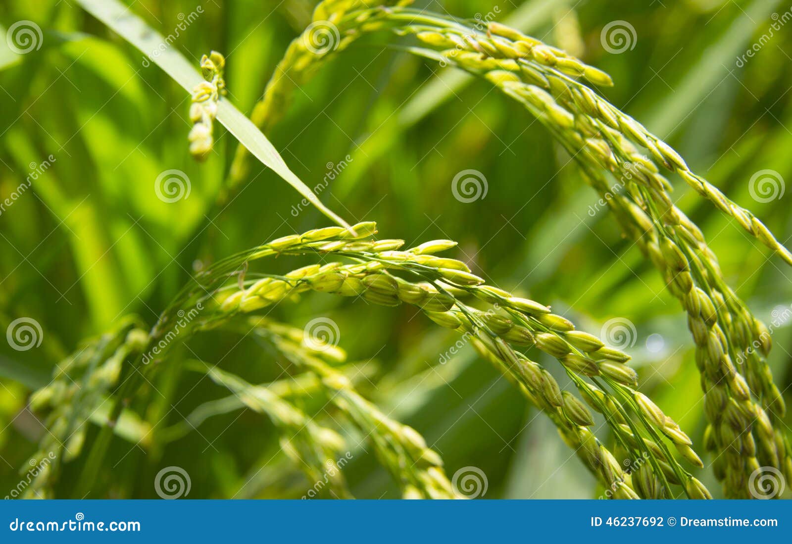 Rice plants stock photo. Image of countryside, natural - 46237692