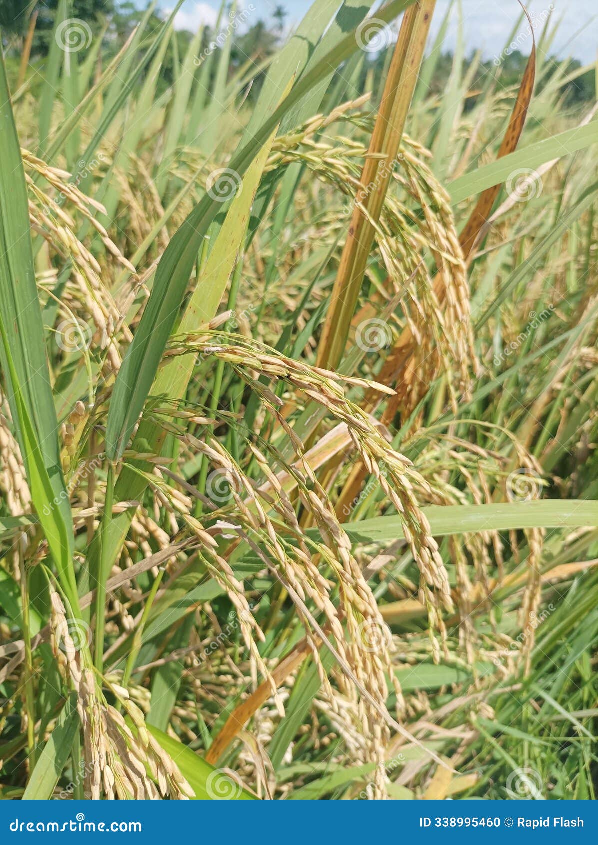 Rice Plants, Rice Fields, Aceh Paddy Straw Stock Photo - Image of straw ...