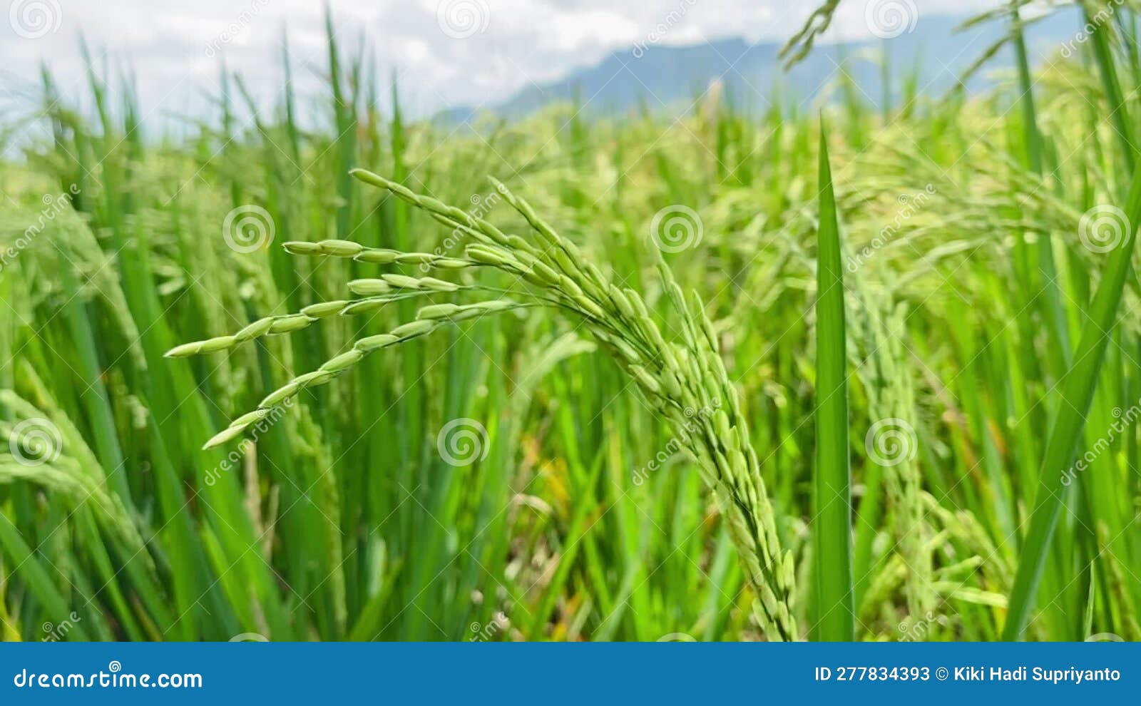 Rice Plants in the Fields Blown by the Wind Stock Video - Video of ...