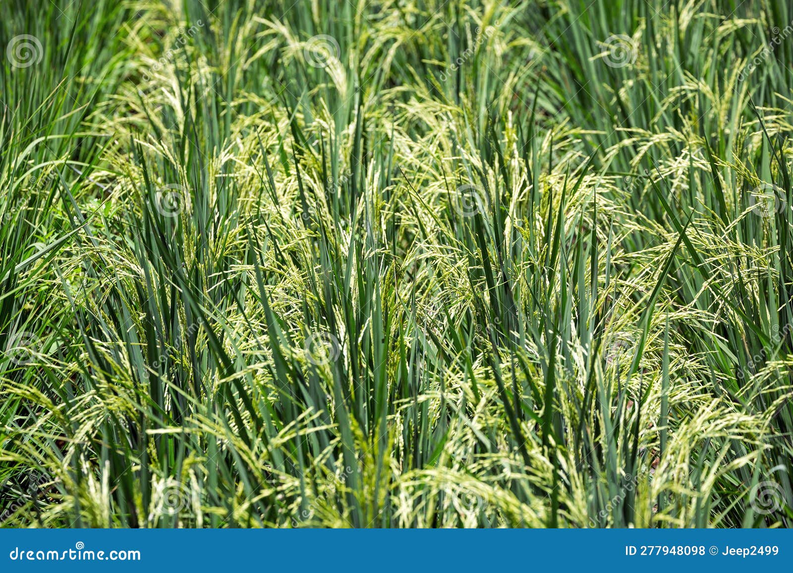 Rice plants are flowering. stock photo. Image of summer - 277948098