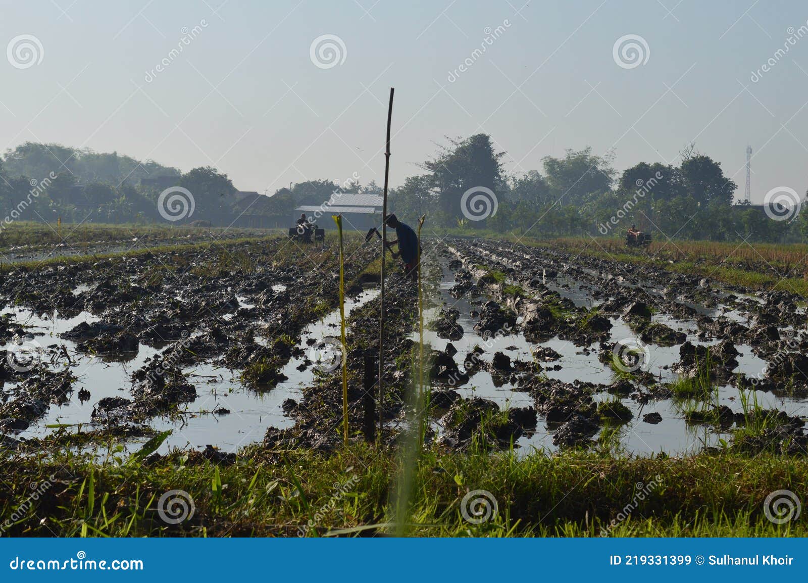 Rice plants form farmer stock image. Image of coast - 219331399