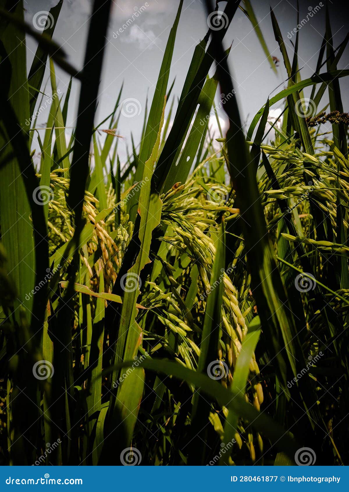 Rice plants in the garden stock image. Image of fresh - 280461877