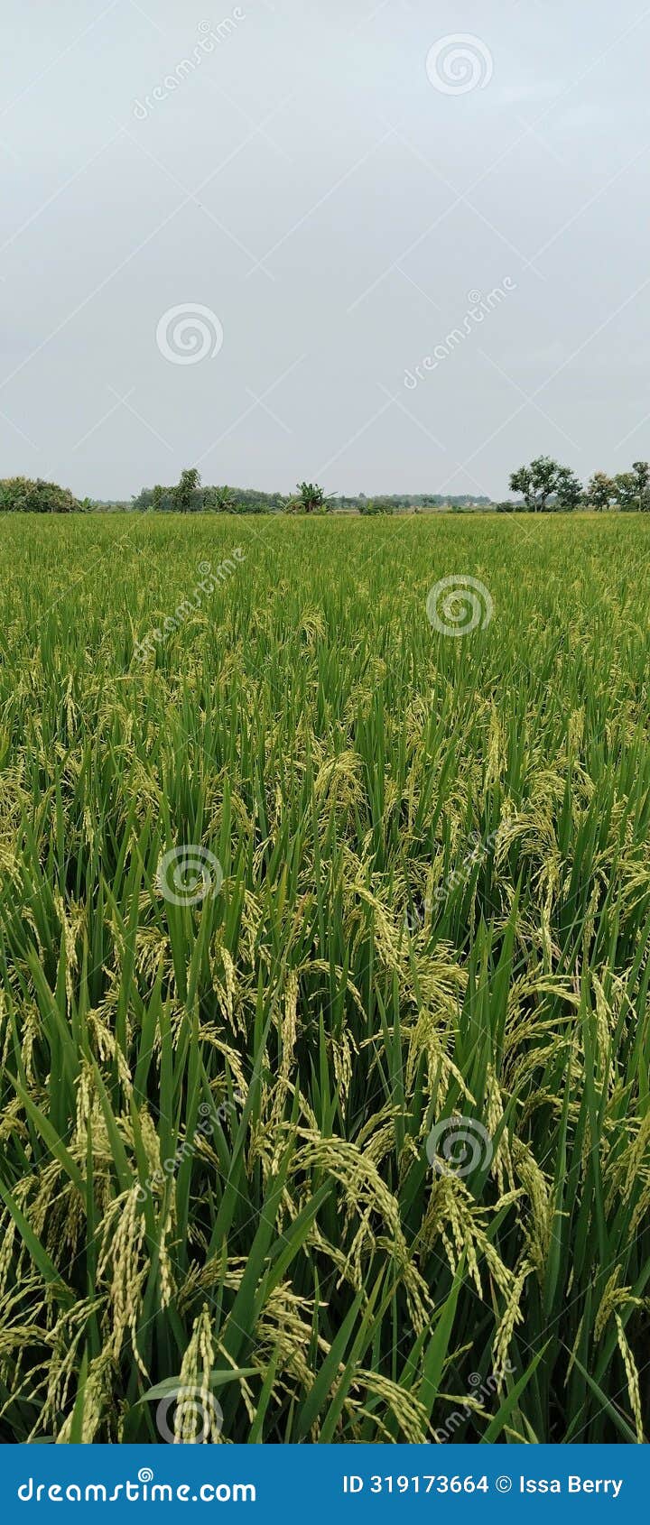 Rice plants grow well stock photo. Image of rice, sunlight - 319173664
