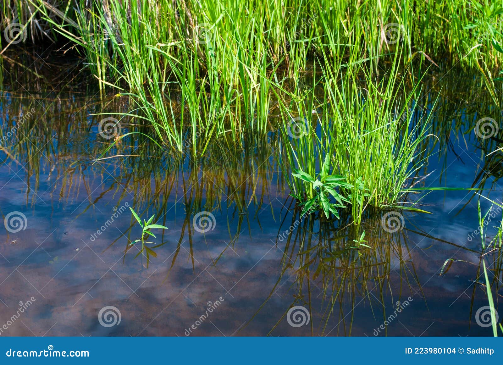 Rice Plants that are Growing in Fields with Water. Stock Photo - Image ...