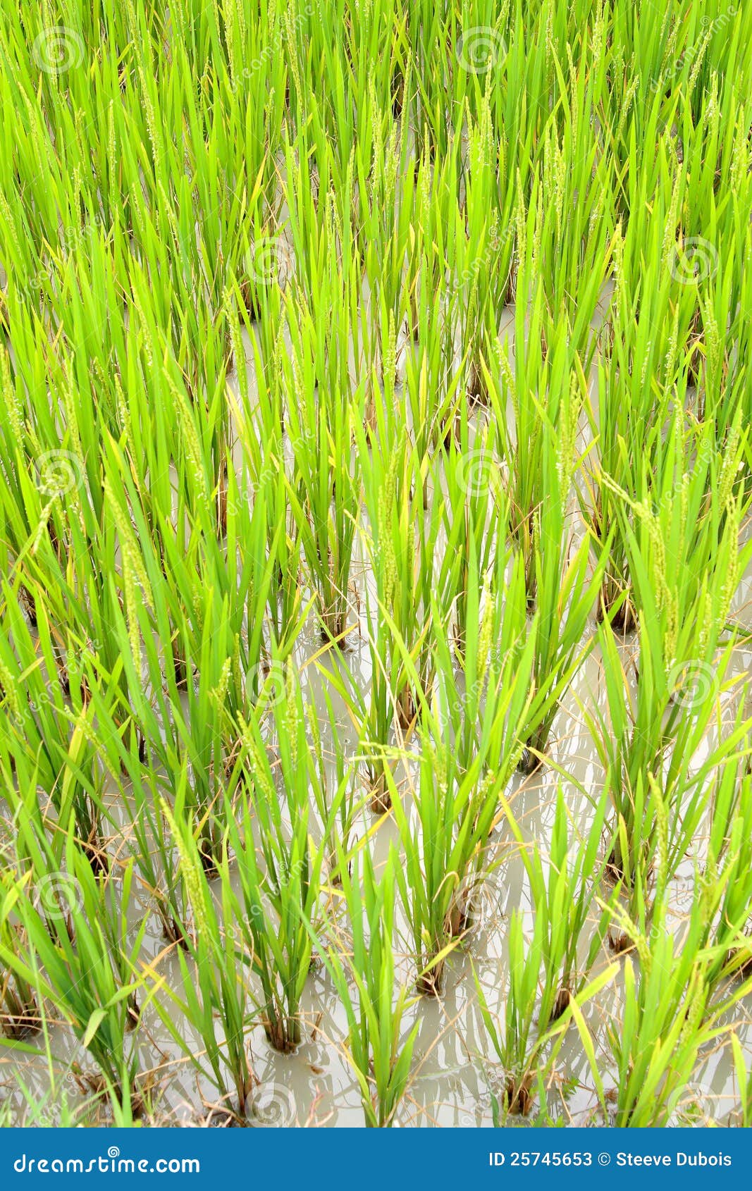Rice Plants Growing in Water Stock Image - Image of agricultural, paddy ...