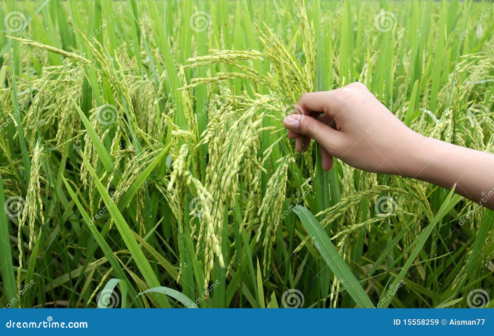 Rice plants and hand stock image. Image of drink, farm - 15558259
