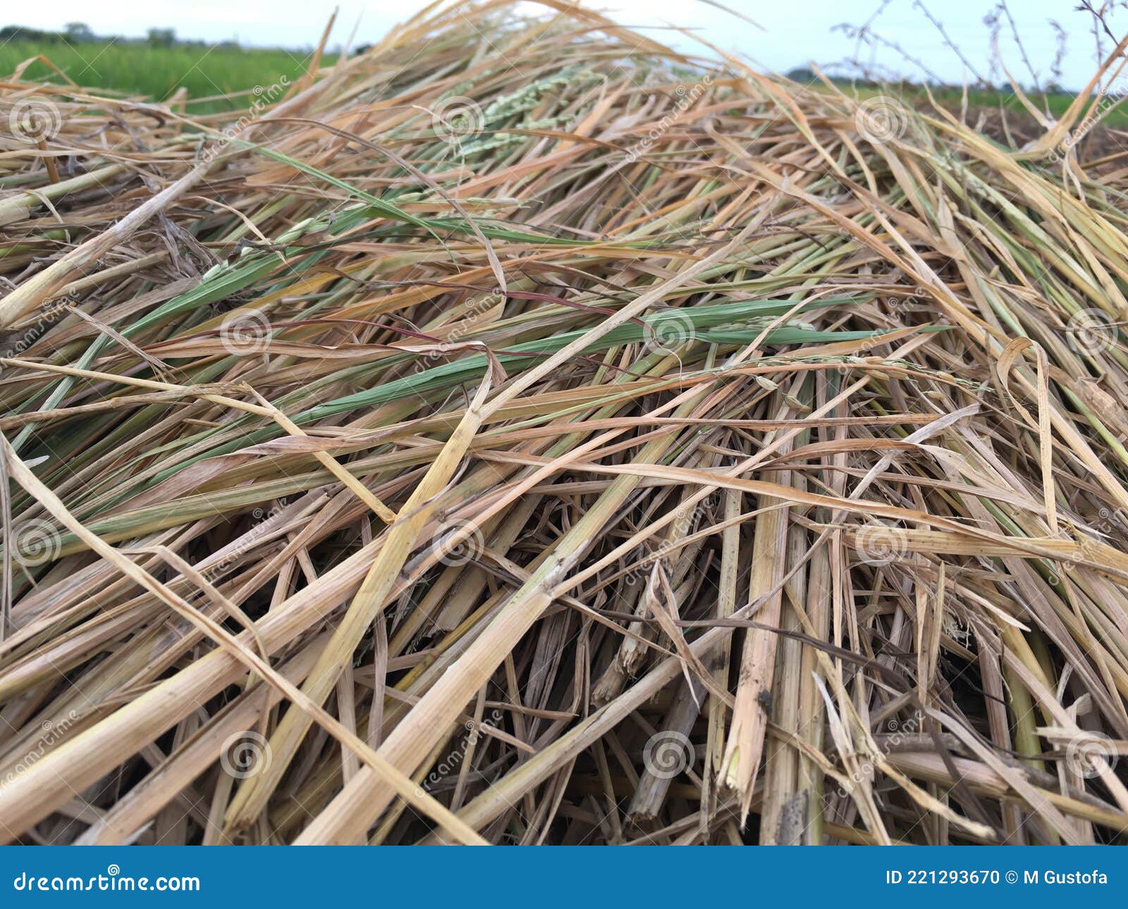 Rice plants stock photo. Image of straw, yellow, rice - 221293670