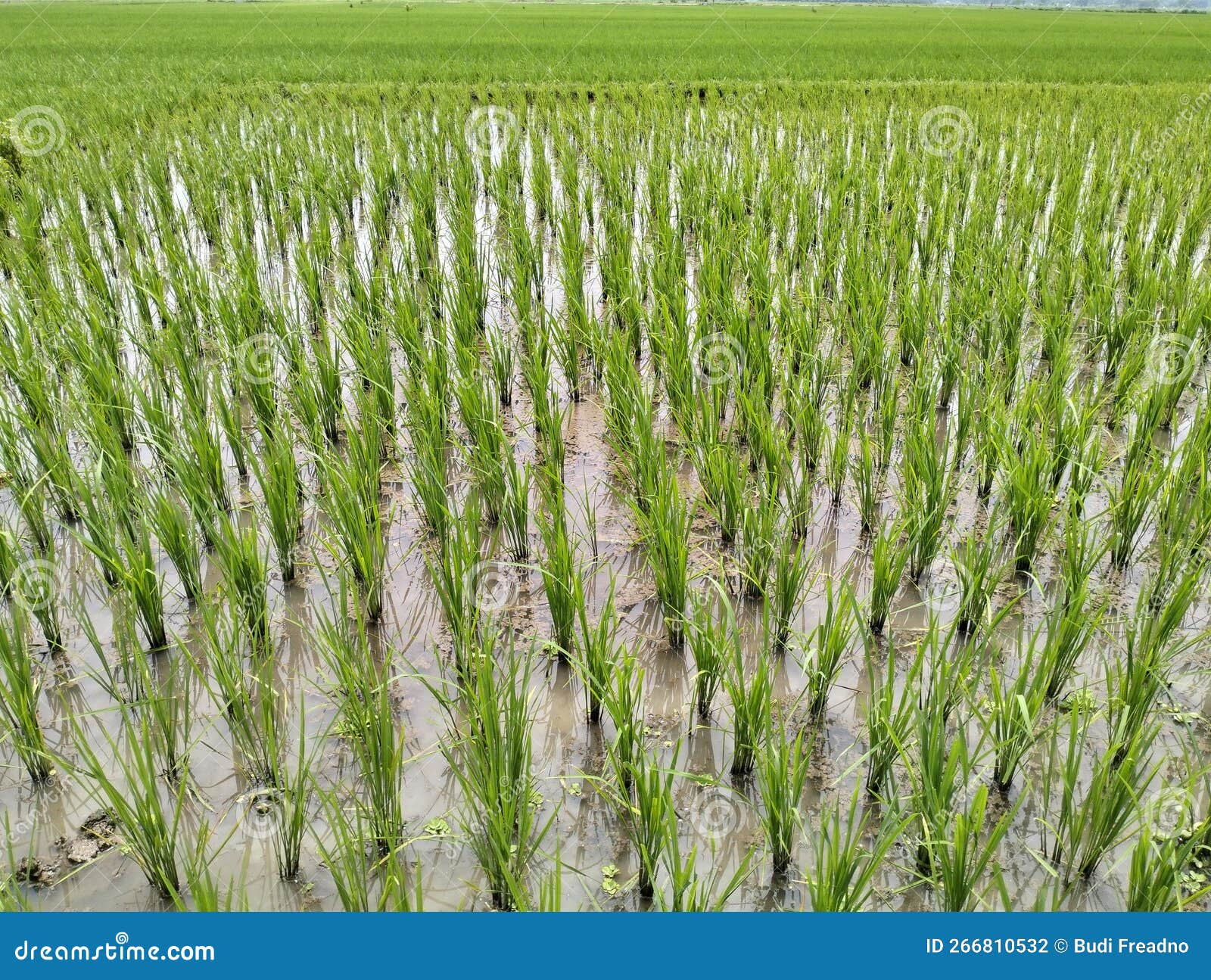 Rice Plants that Have Been Planted in Watery Rice Fields Stock Photo ...