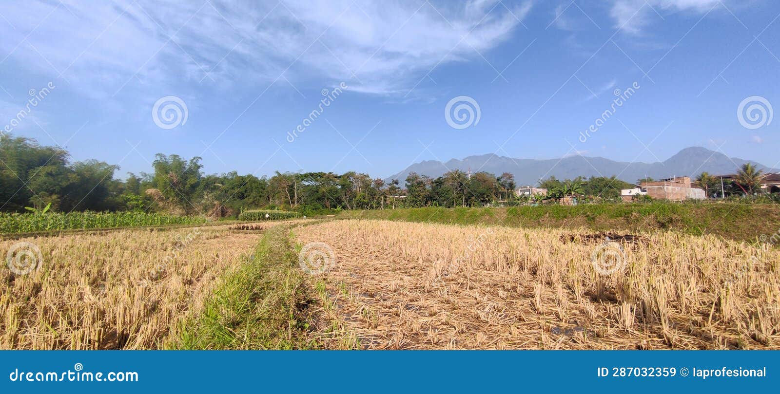 Rice Plants that Have Finished Harvesting in Paddy Fields that are ...