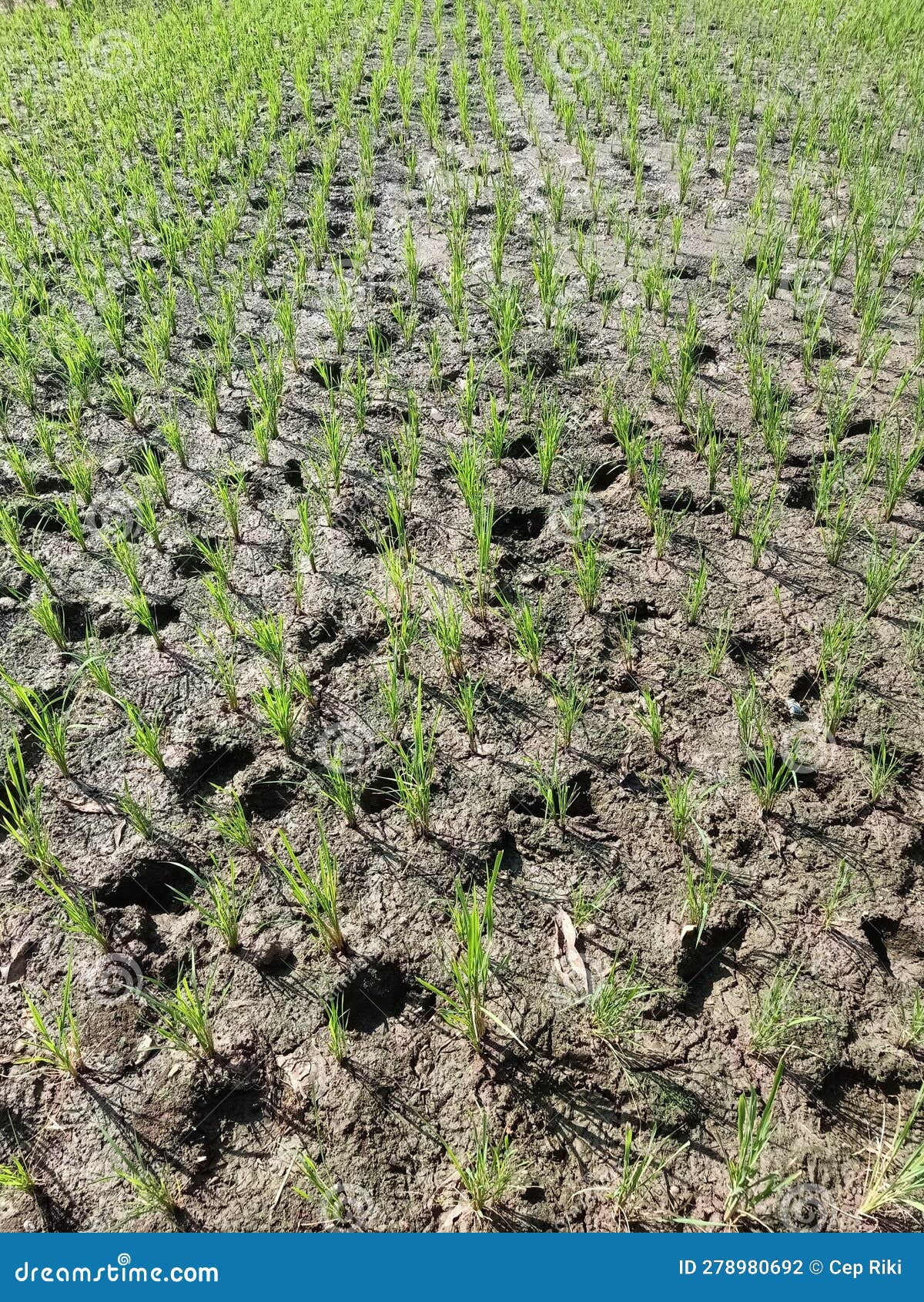 Rice Plants that Have Just Been Planted in the Fields Stock Photo ...
